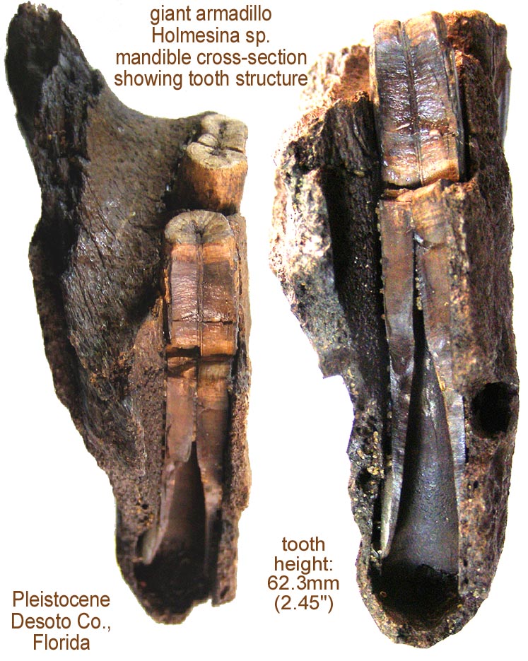 Tooth Cross-Section - General Fossil Discussion - The Fossil Forum