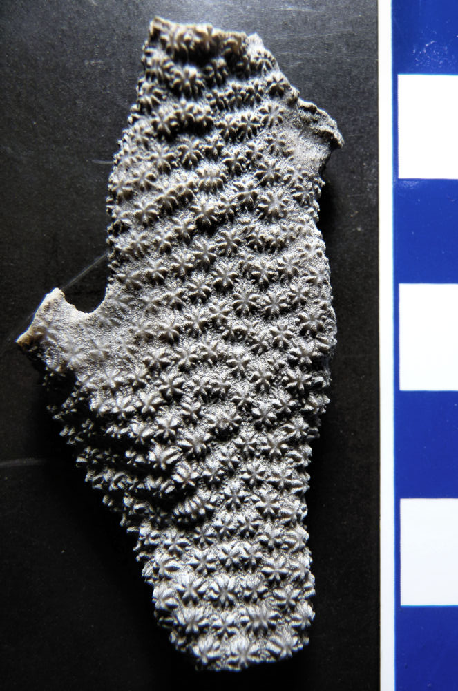 Epiaster Whitei, Constellaria Florida What Are These? - Fossil ID - The ...