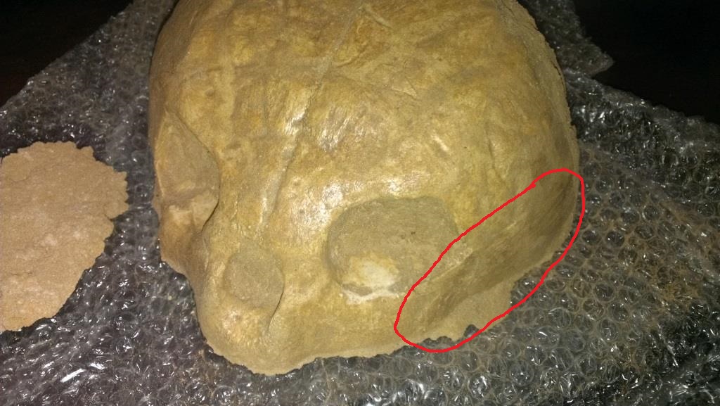 Damaged Fossil - Questions & Answers - The Fossil Forum