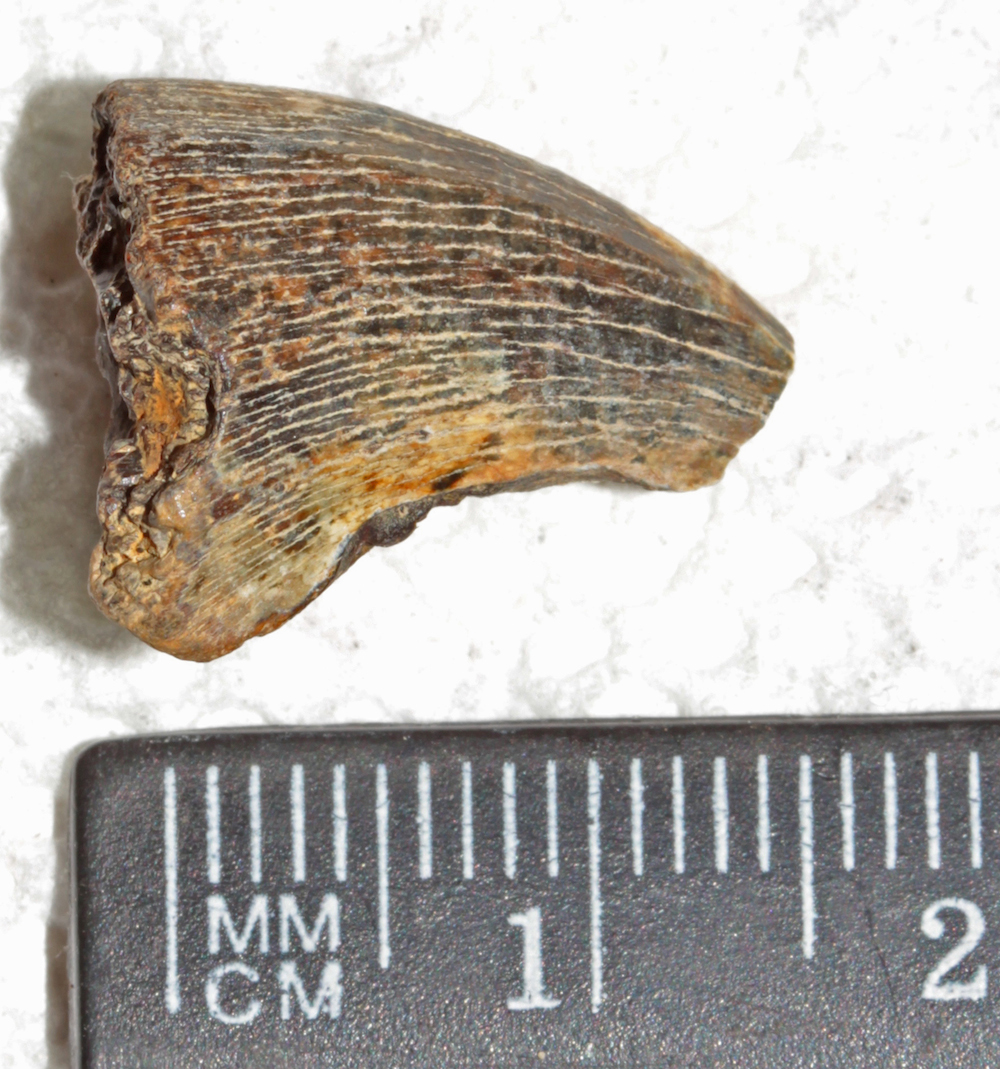 Cretaceous Teeth - Fossil ID - The Fossil Forum