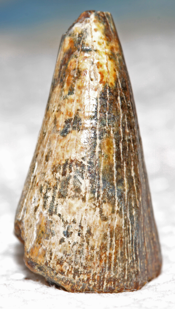 Cretaceous Teeth - Fossil ID - The Fossil Forum