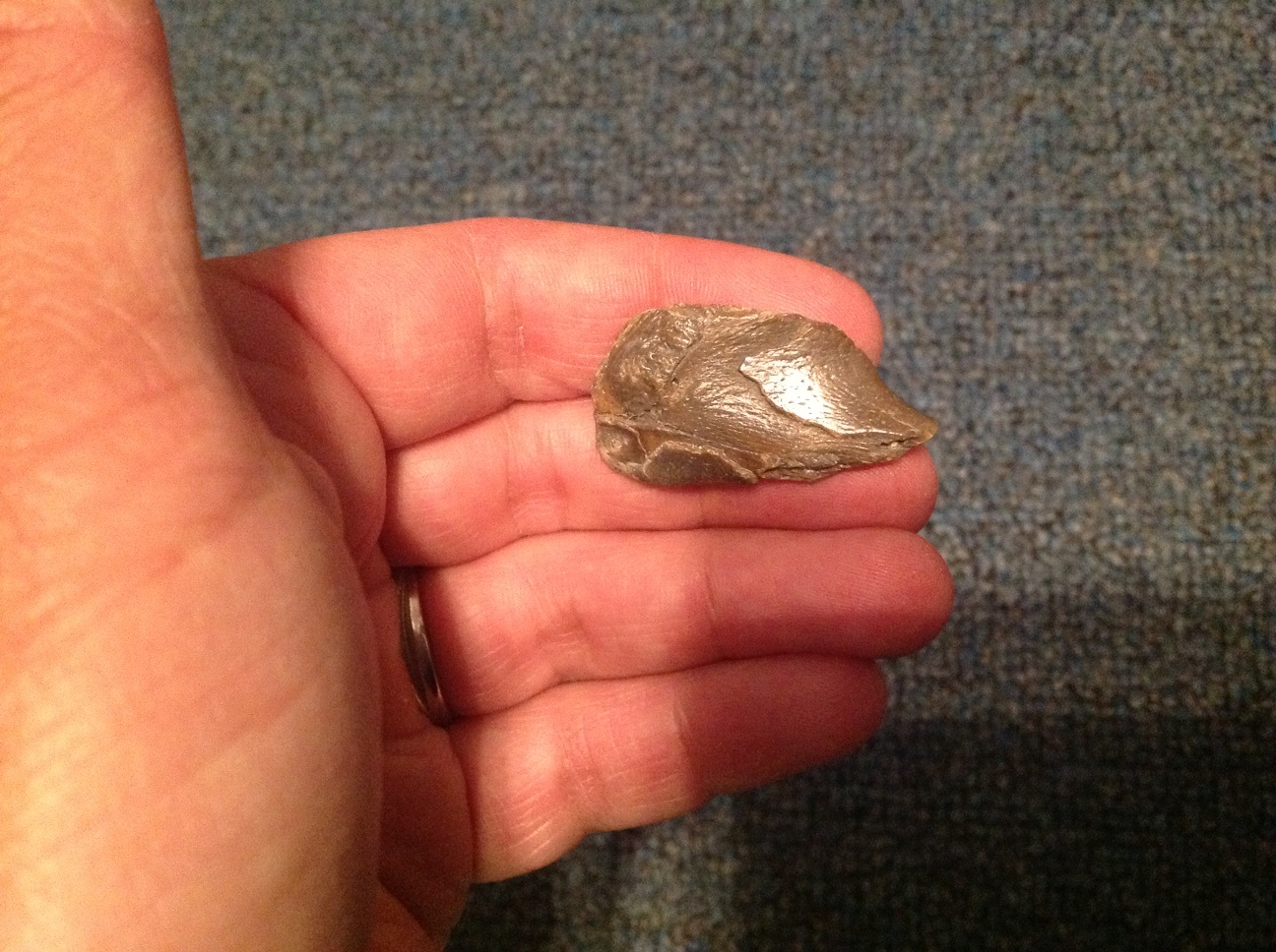 Florida Beach Find.... - Fossil ID - The Fossil Forum