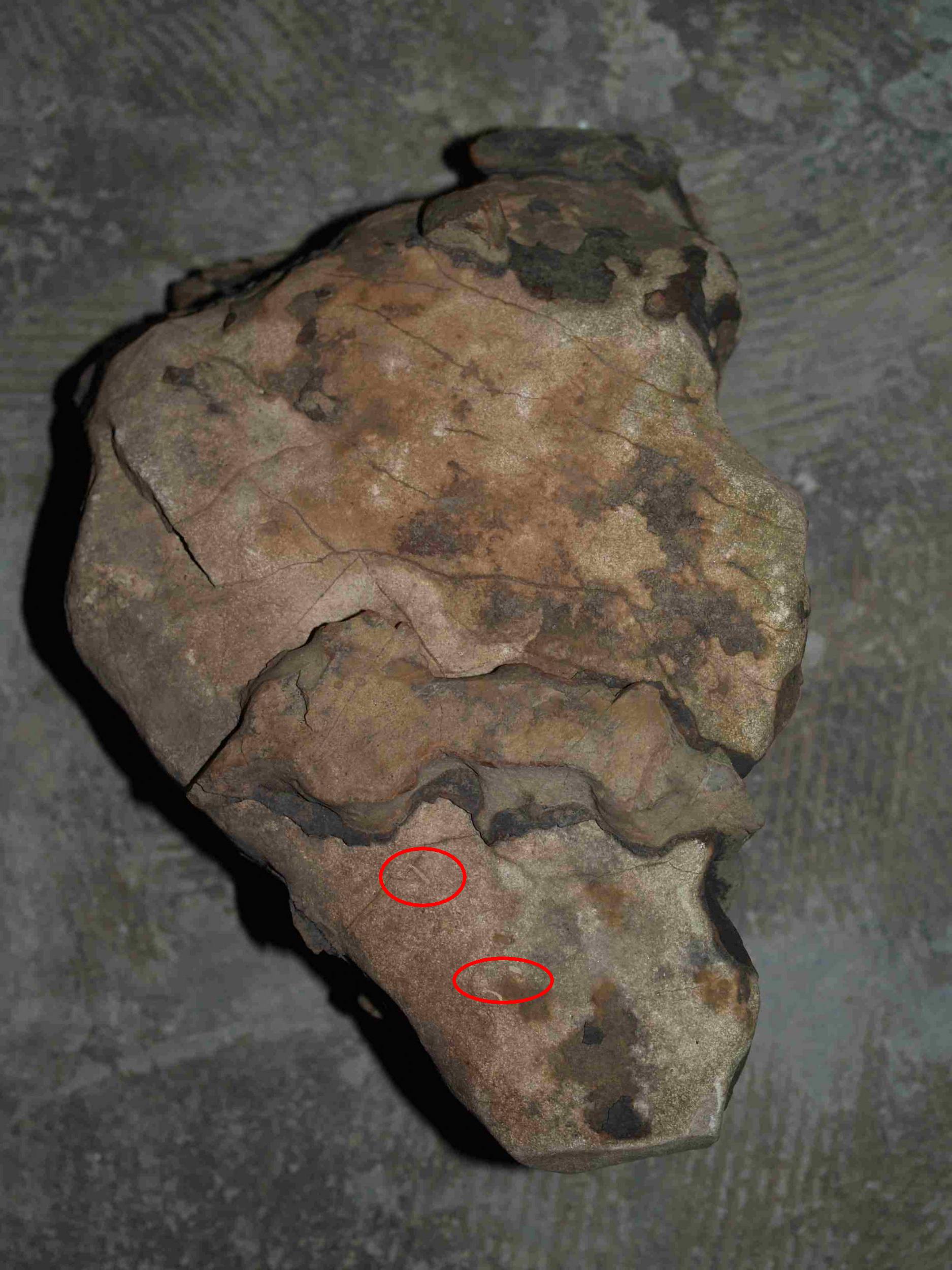 Is this a fossil or rock - Fossil ID - The Fossil Forum