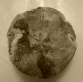 Myrtle beach shark fossil spots - Fossil Hunting Trips - The Fossil Forum