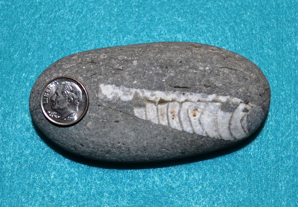 Lake Ontario Cephalopod ID - Fossil ID - The Fossil Forum