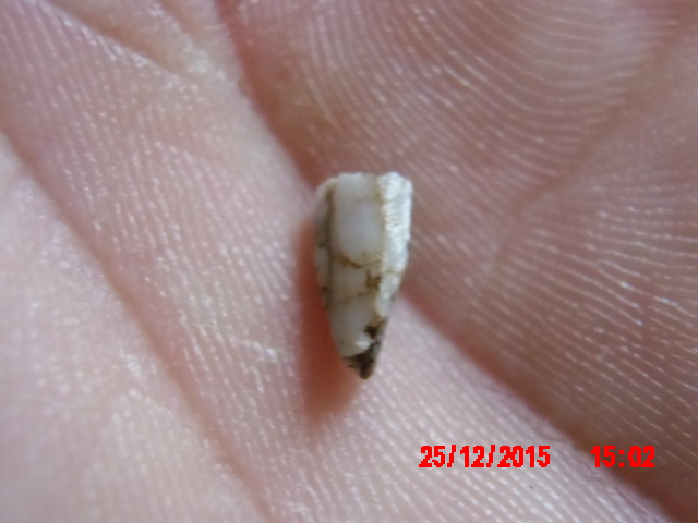 Small pleistocene tooth? - Fossil ID - The Fossil Forum