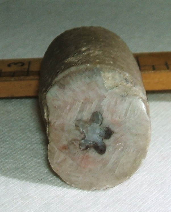 Very tiny Crinoid stem segment? - Fossil ID - The Fossil Forum