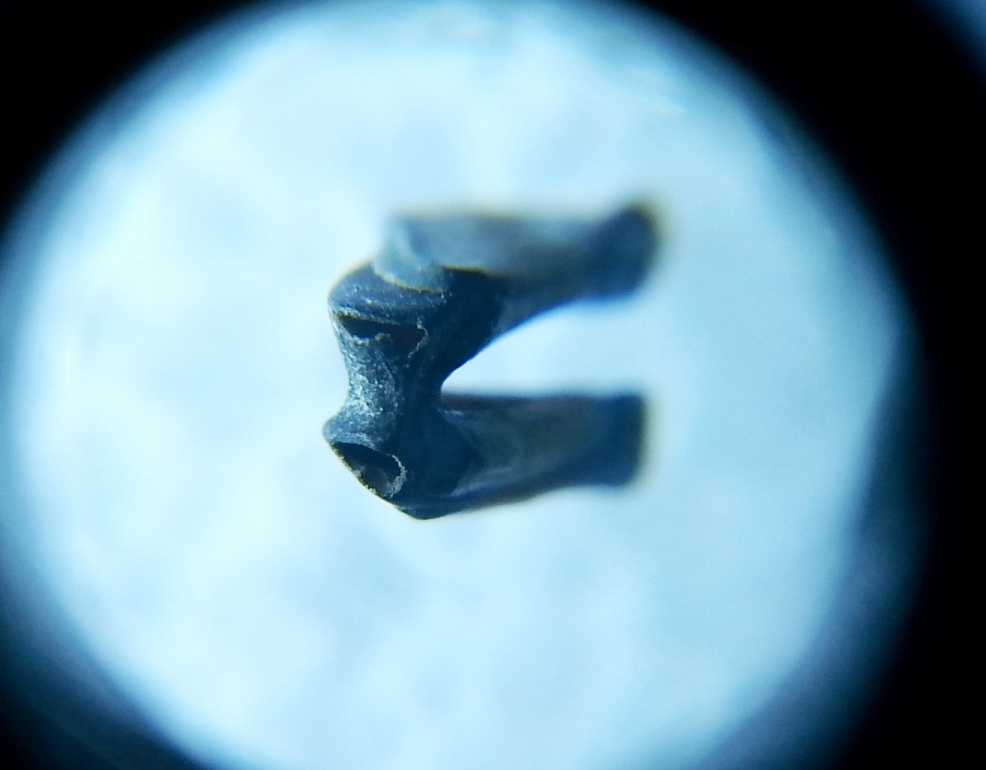 Tiny, tiny mammal tooth - Fossil ID - The Fossil Forum