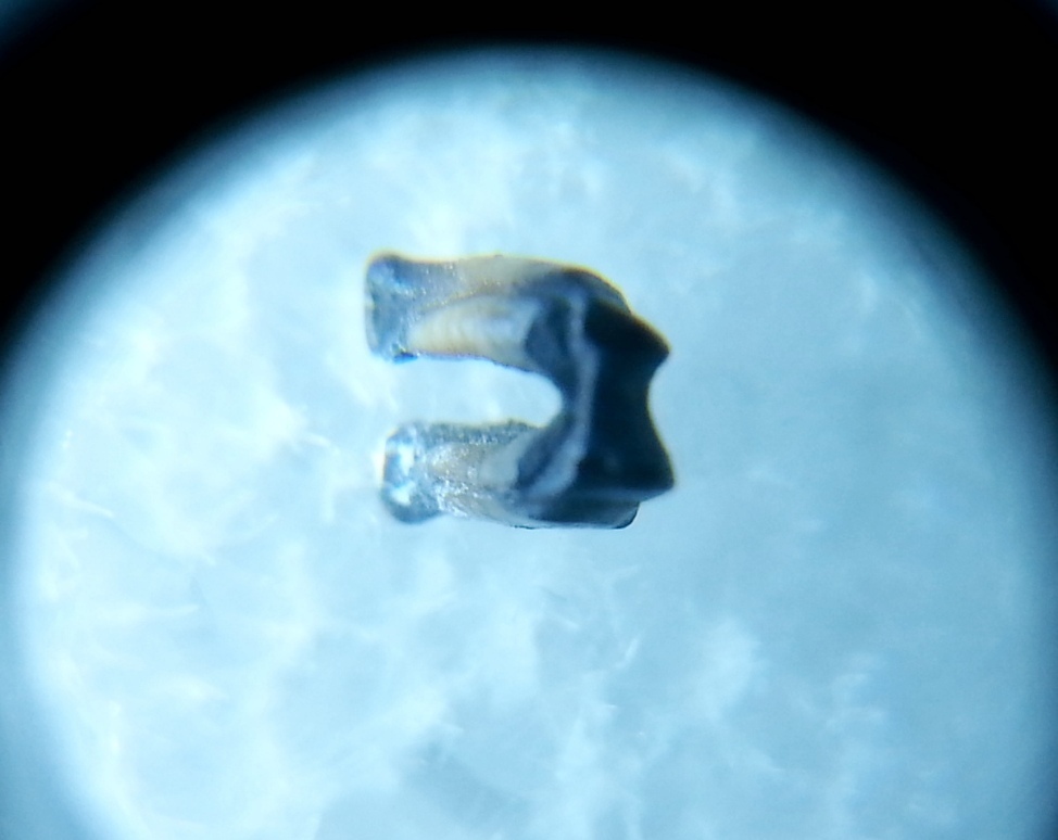 Tiny, tiny mammal tooth - Fossil ID - The Fossil Forum