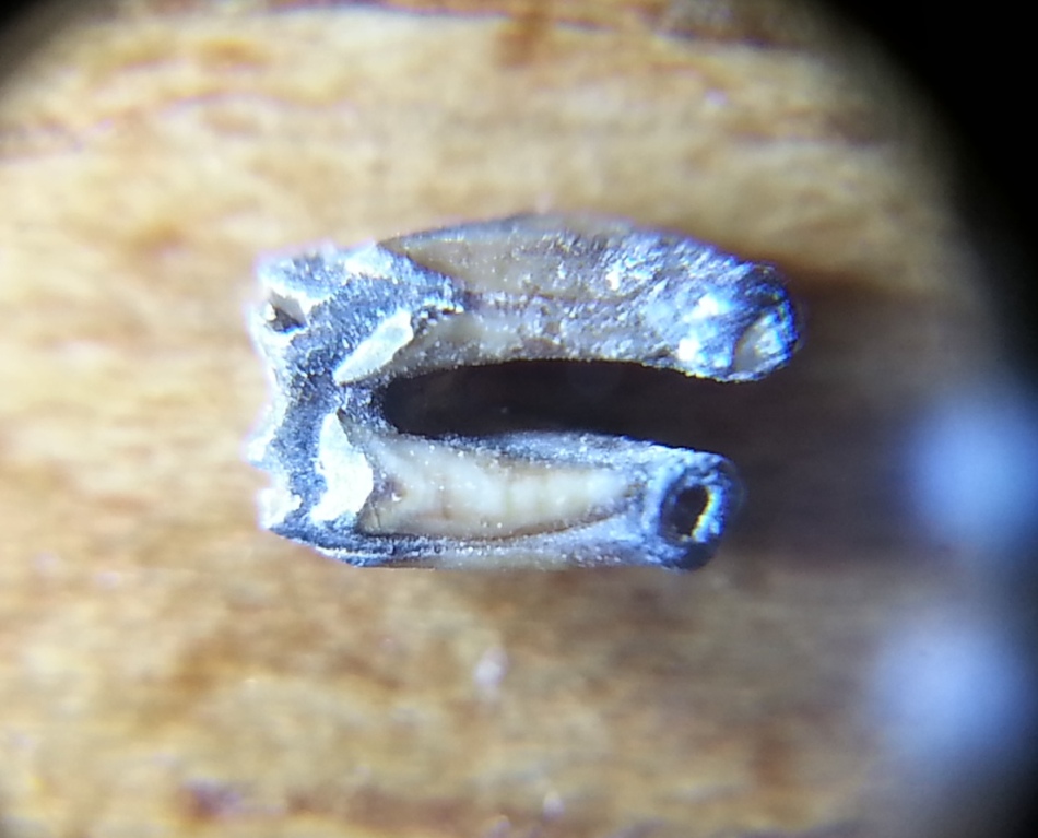 Tiny, tiny mammal tooth - Fossil ID - The Fossil Forum