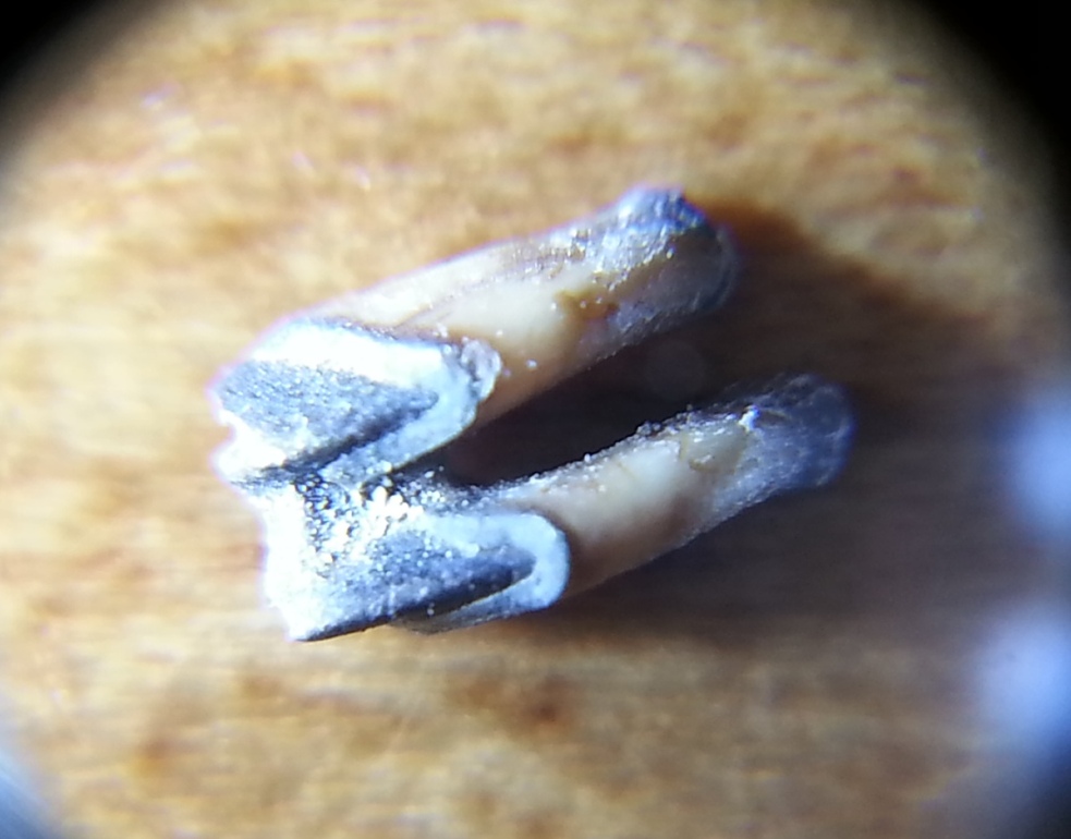 Tiny, tiny mammal tooth - Fossil ID - The Fossil Forum
