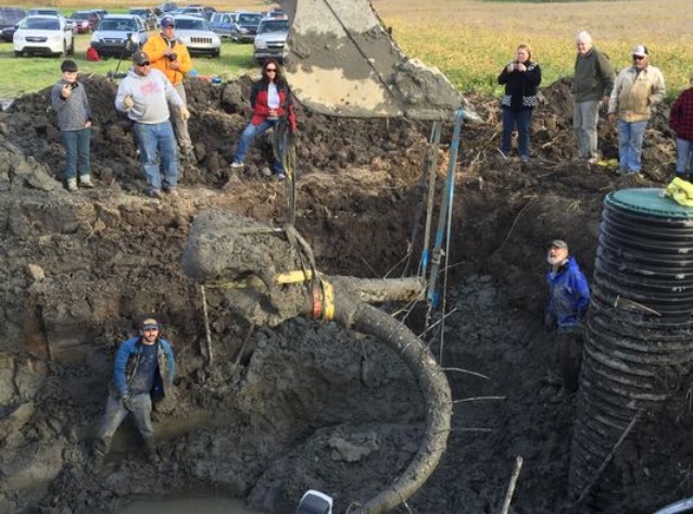 Michigan Mammoth found - Fossil News - The Fossil Forum
