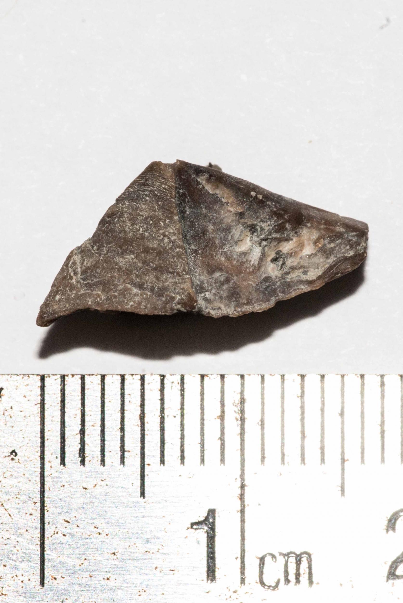 Waco Getaway - Fossil Hunting Trips - The Fossil Forum