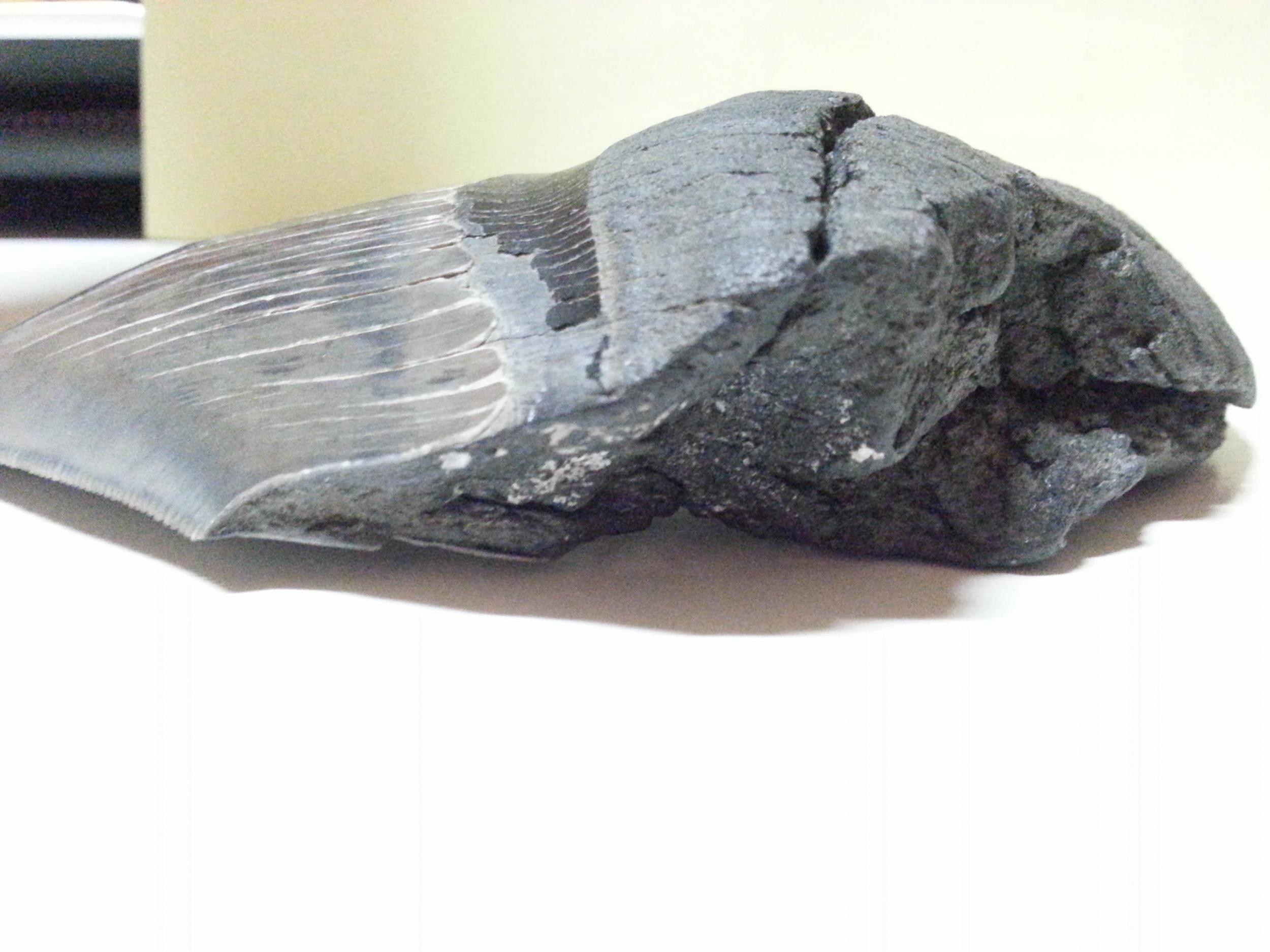 Meg tooth damage - Questions & Answers - The Fossil Forum