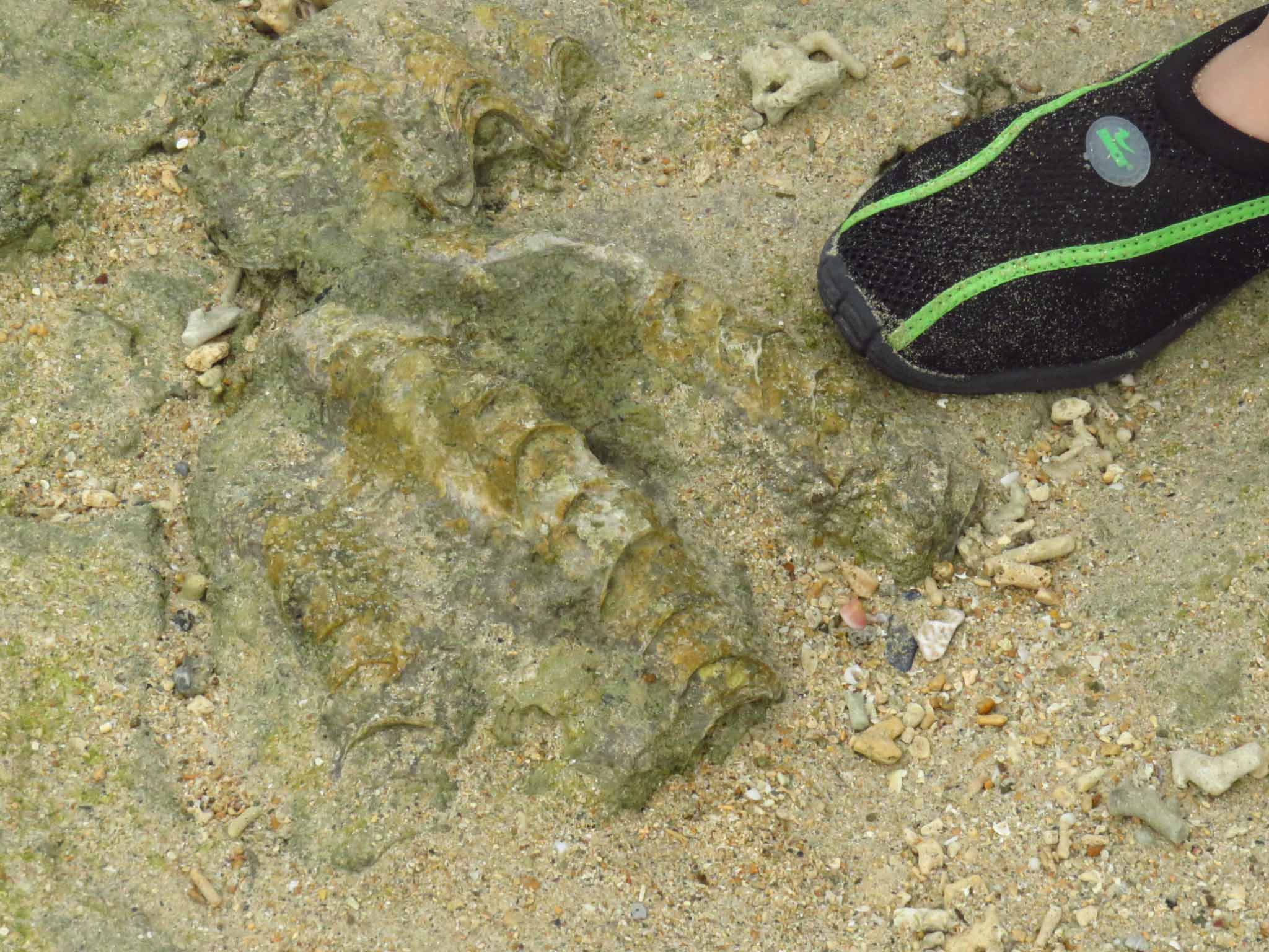 Yagachito, Okinawa, Japan - Fossil Hunting Trips - The Fossil Forum