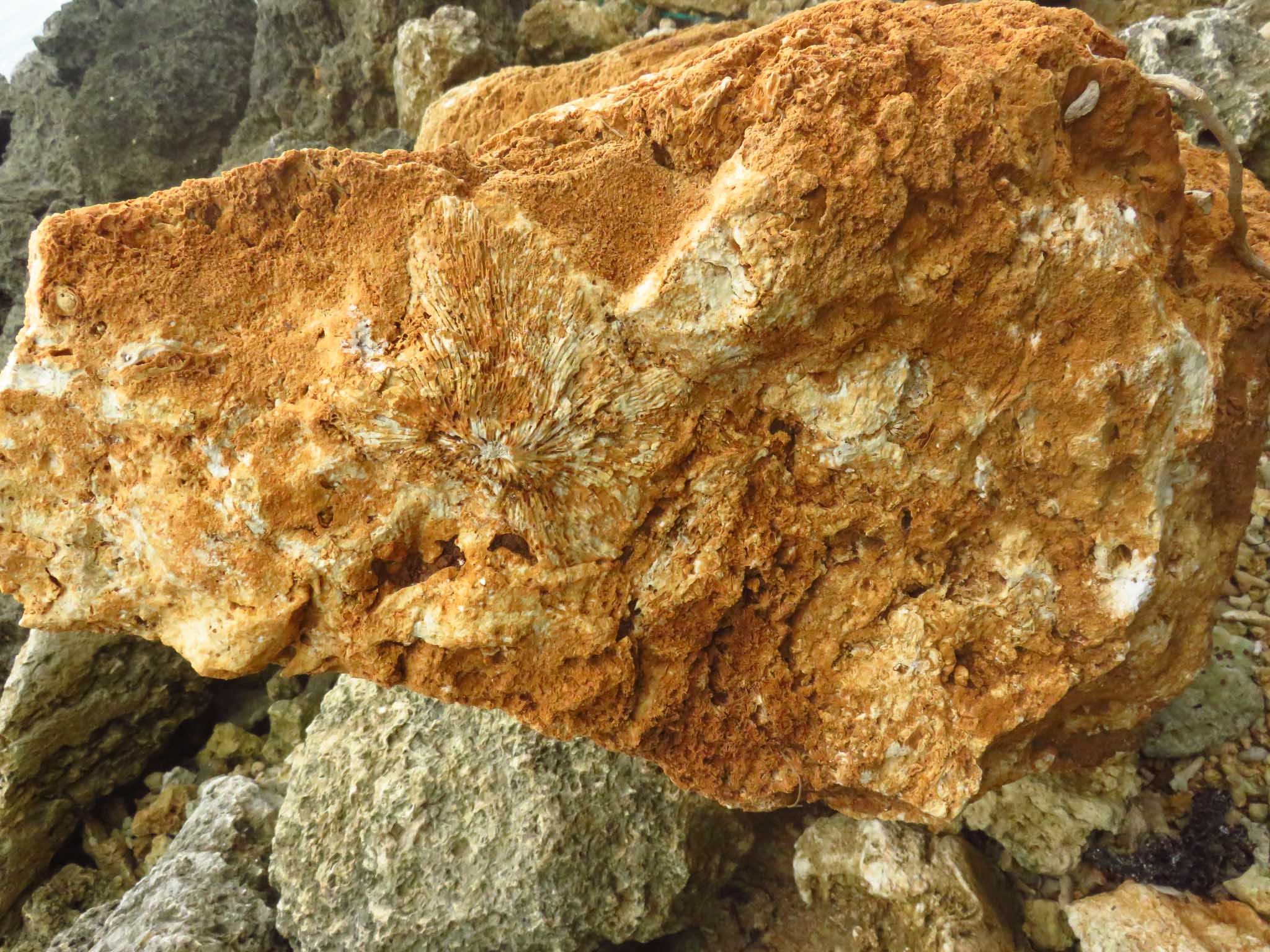 Kourishima, Okinawa, Japan - Fossil Hunting Trips - The Fossil Forum