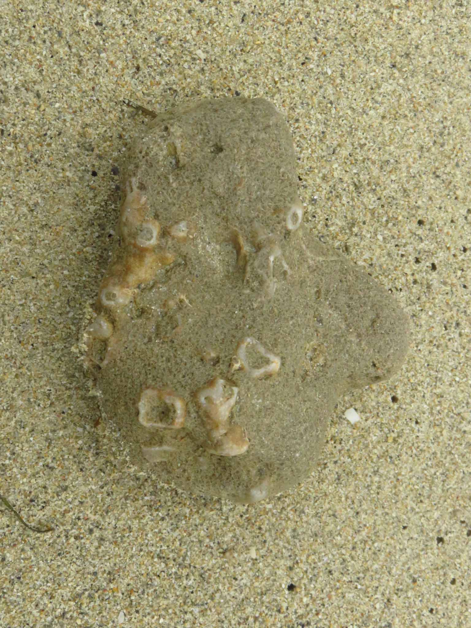 Yagachito, Okinawa, Japan - Fossil Hunting Trips - The Fossil Forum