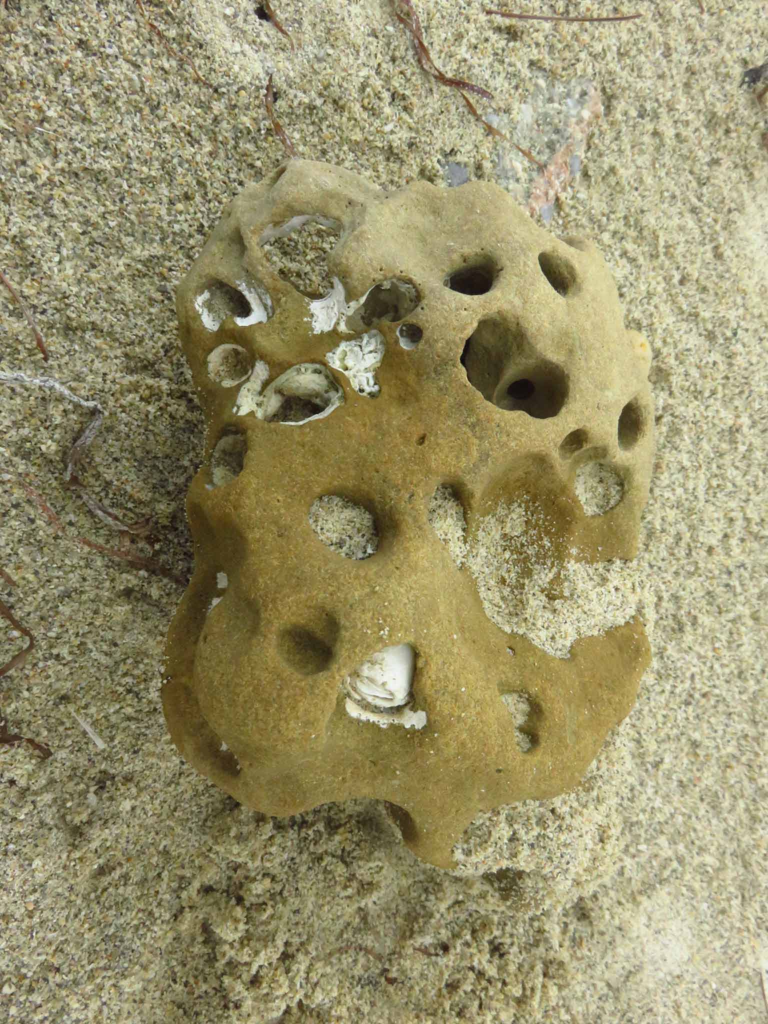 Yagachito, Okinawa, Japan - Fossil Hunting Trips - The Fossil Forum