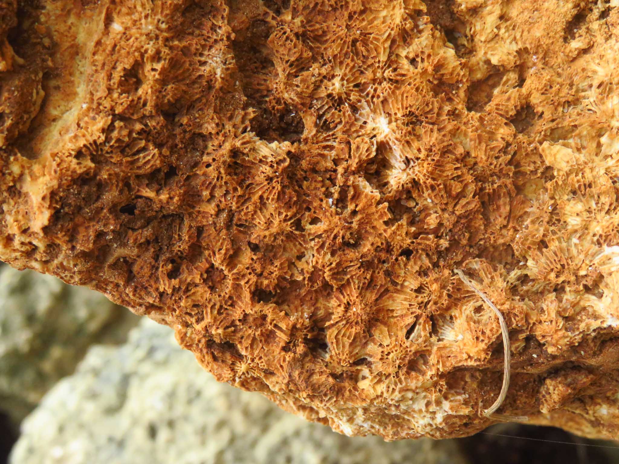 Kourishima, Okinawa, Japan - Fossil Hunting Trips - The Fossil Forum