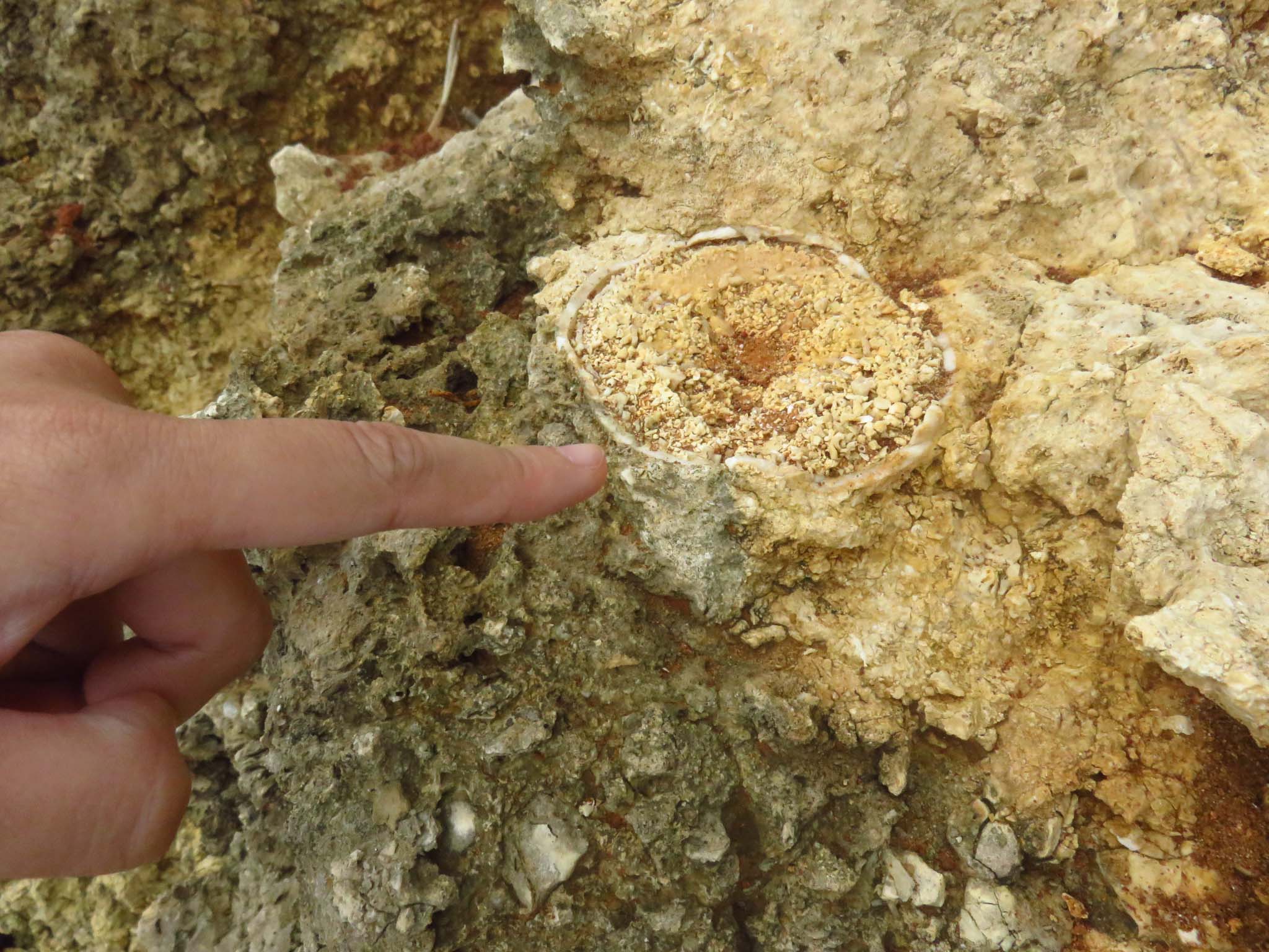 Kourishima, Okinawa, Japan - Fossil Hunting Trips - The Fossil Forum