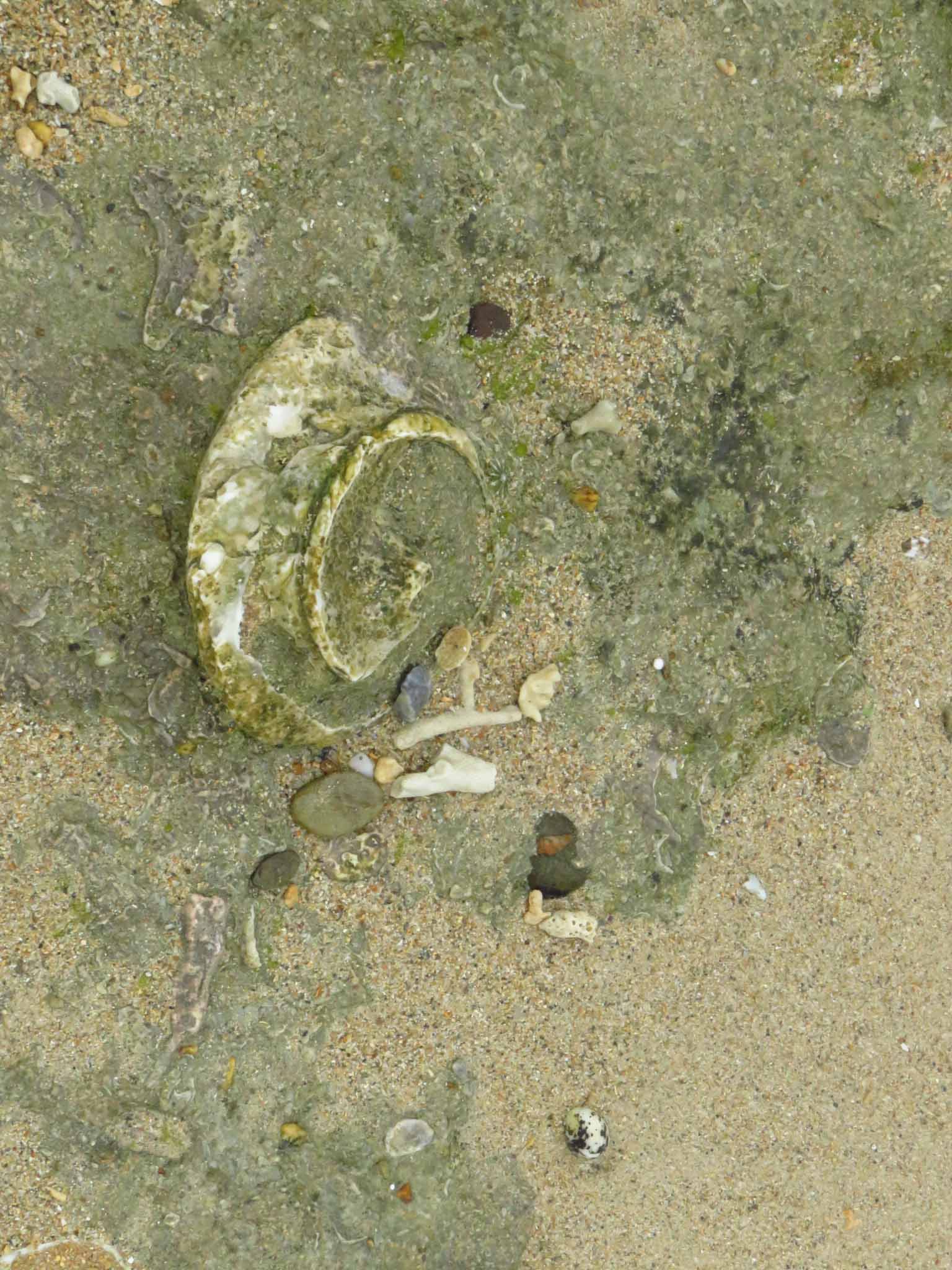 Yagachito, Okinawa, Japan - Fossil Hunting Trips - The Fossil Forum