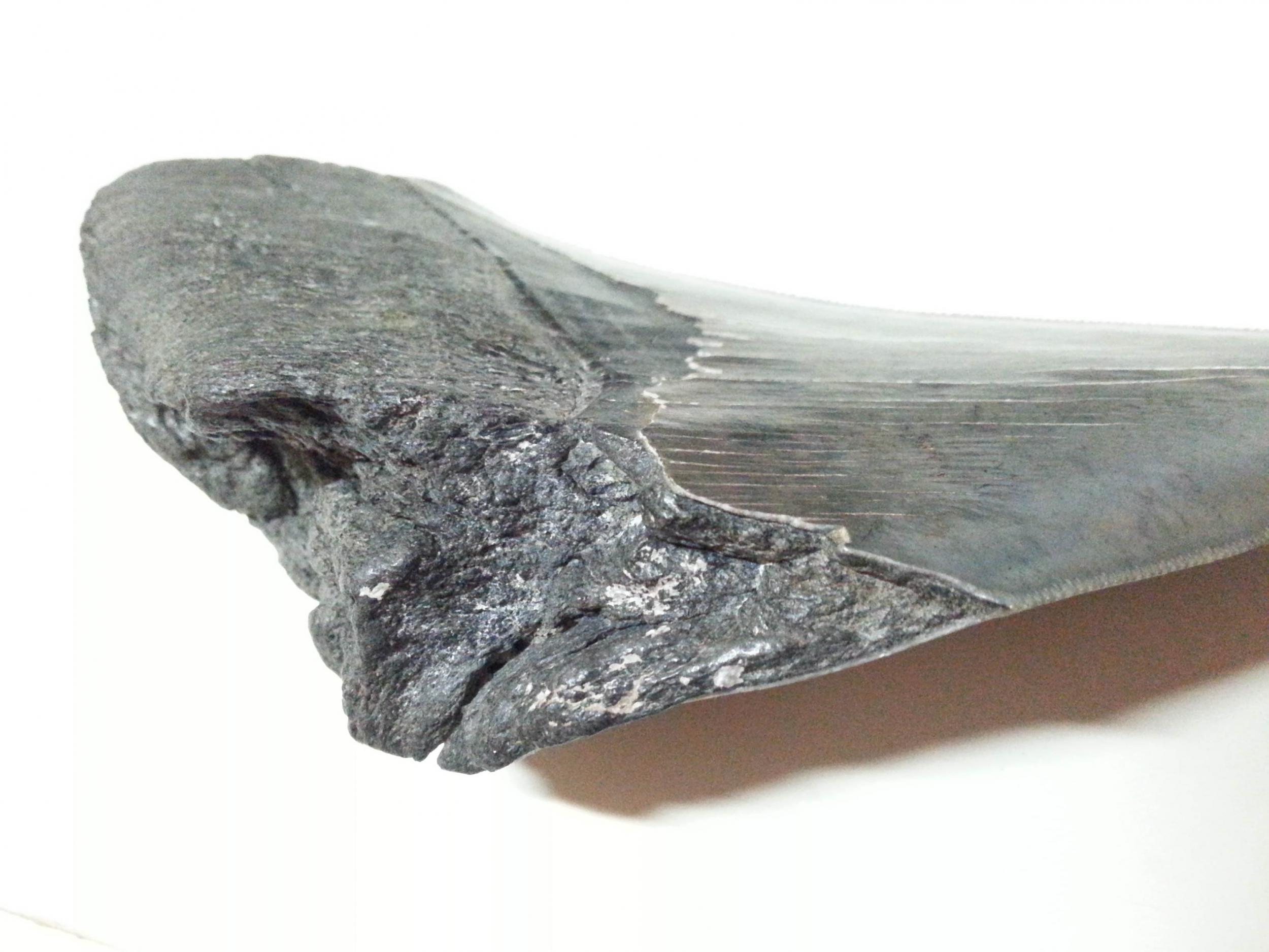 Meg tooth damage - Questions & Answers - The Fossil Forum