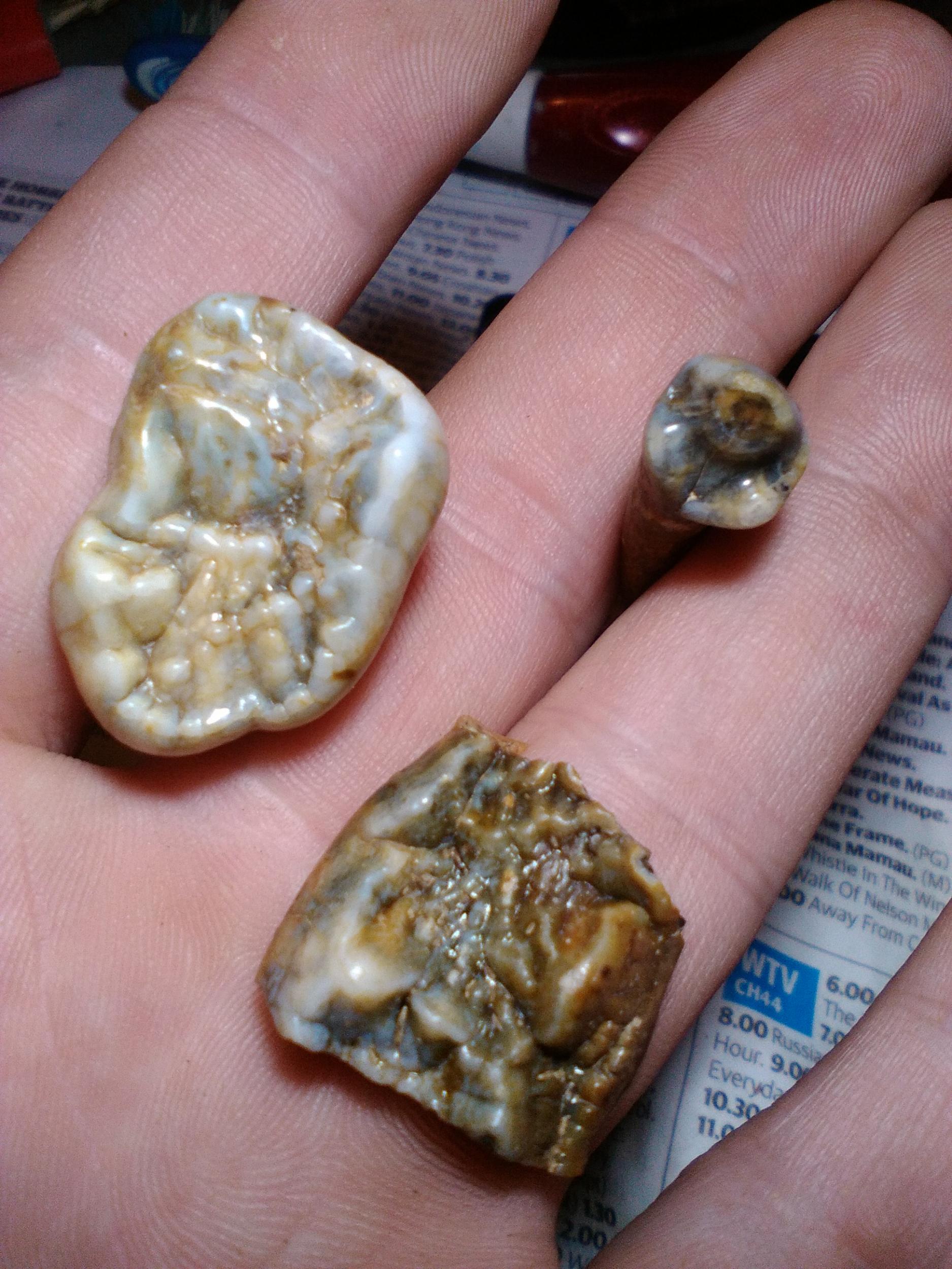 Brushing Cave Bear teeth - Fossil Preparation - The Fossil Forum