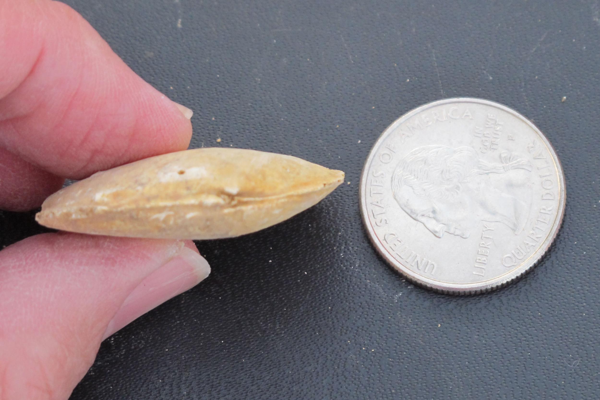 Georgia Fossil - Eocene Bivalve Shell Fossil - Fossil ID - The Fossil Forum