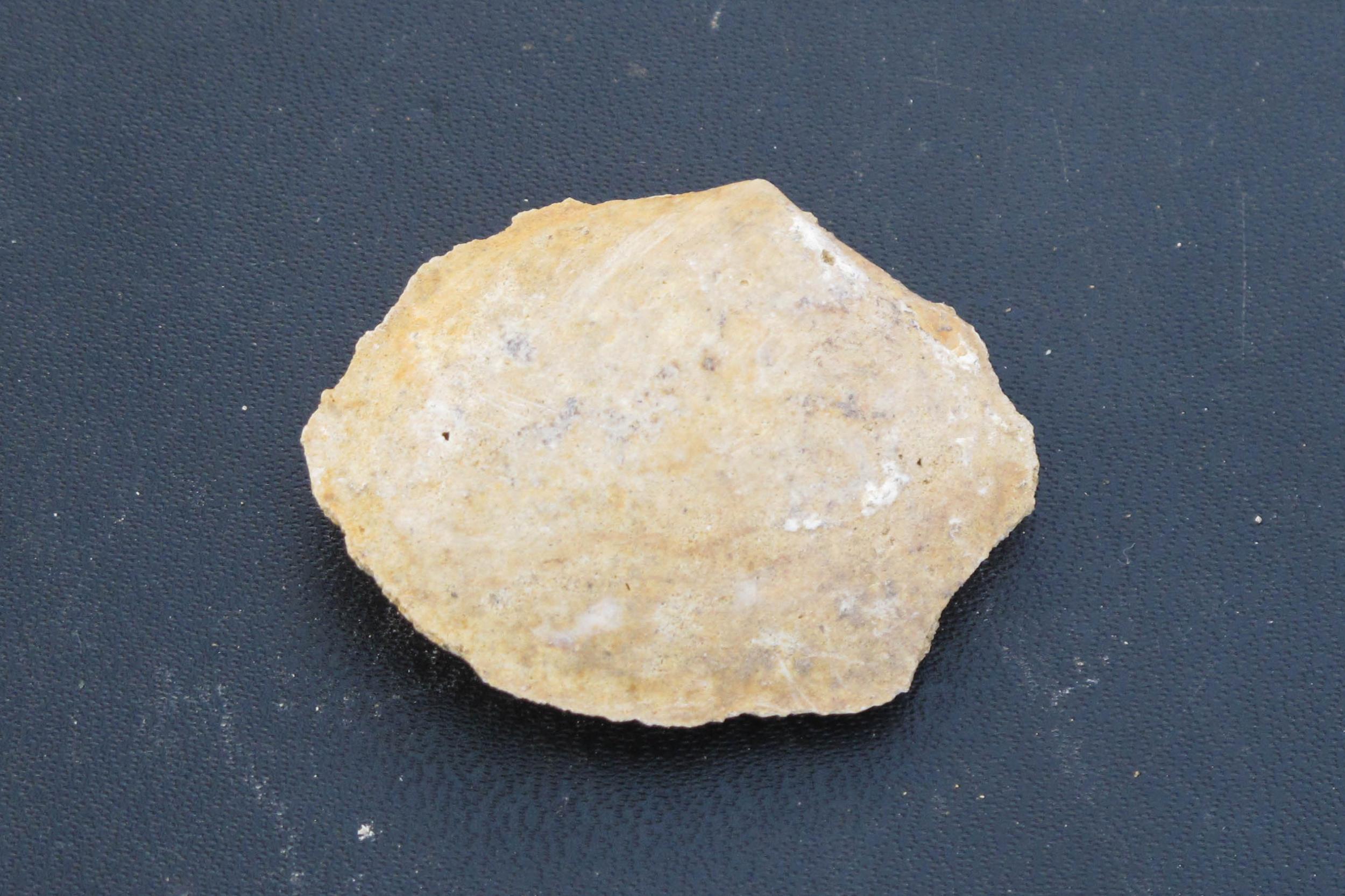 Georgia Fossil - Eocene Bivalve Shell Fossil - Fossil ID - The Fossil Forum