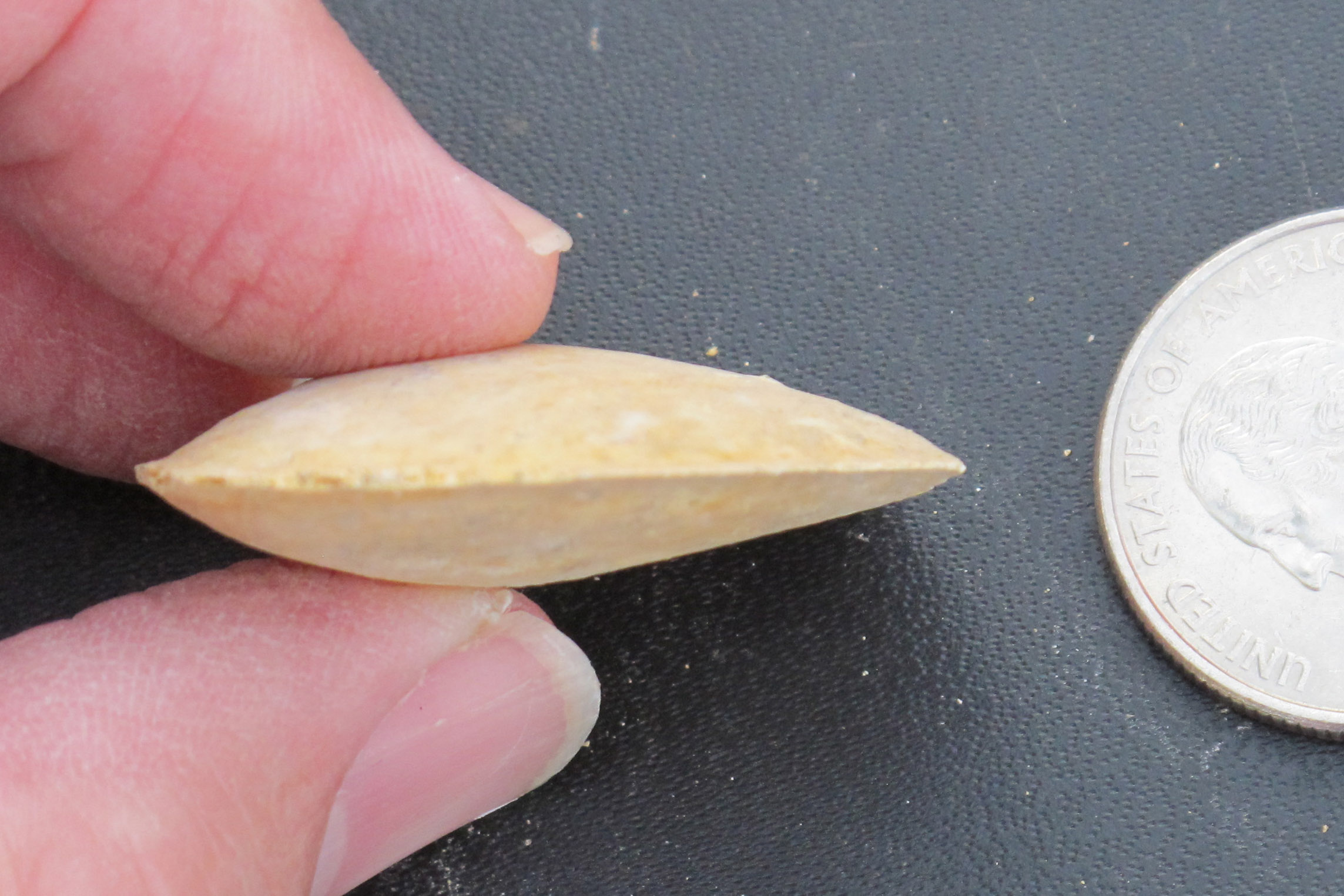 Georgia Fossil - Eocene Bivalve Shell Fossil - Fossil ID - The Fossil Forum