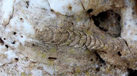 fossil? - Fossil ID - The Fossil Forum