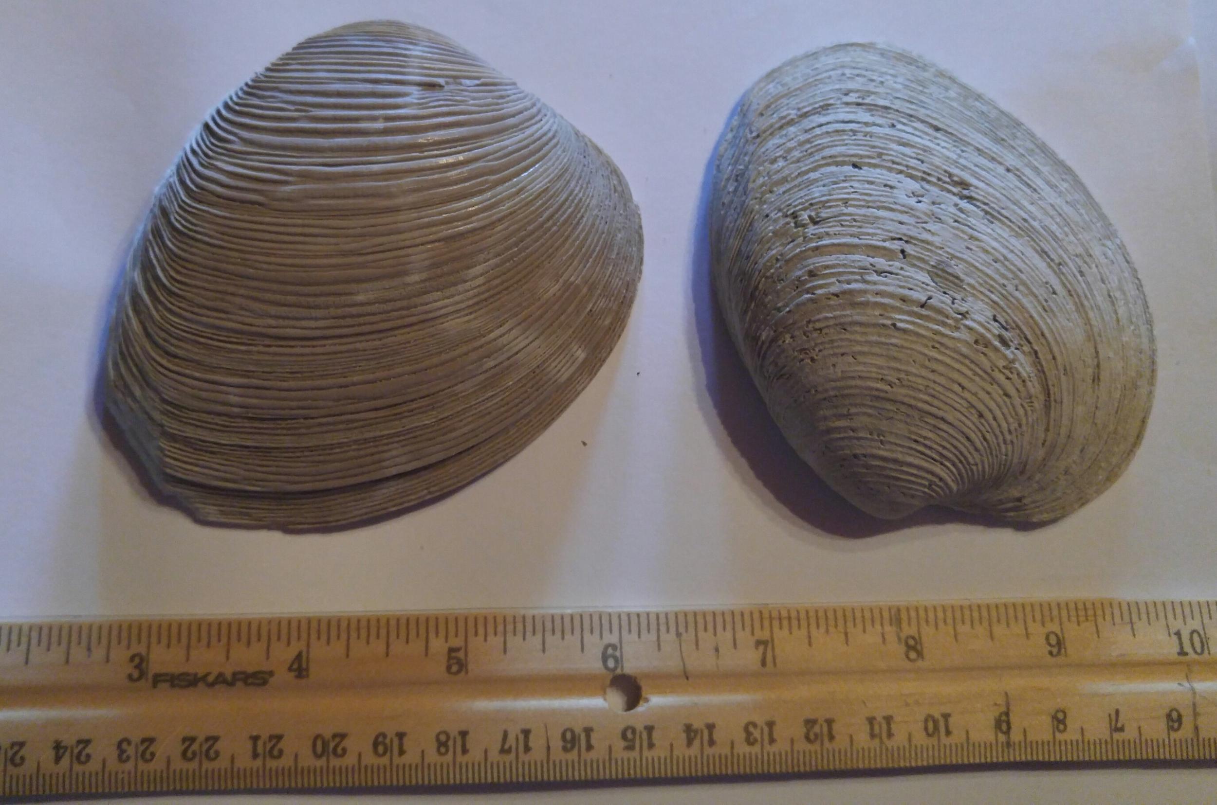 Melbourne FL fossils - Fossil ID - The Fossil Forum