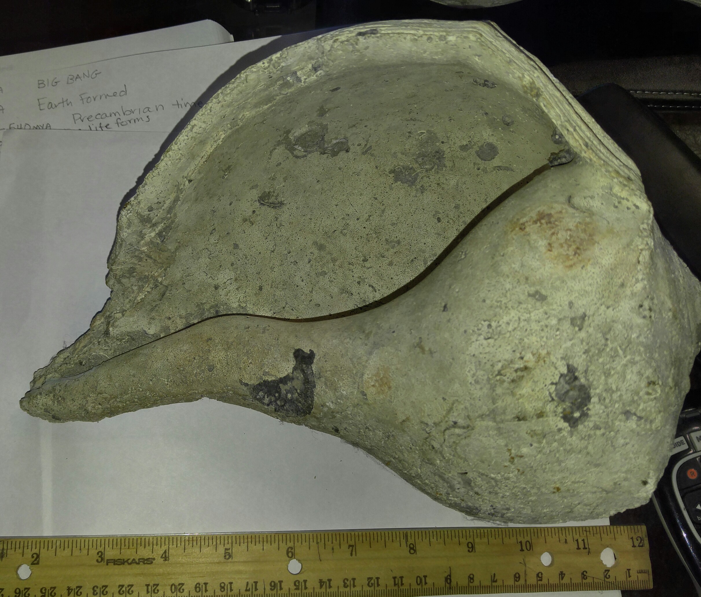 Melbourne FL fossils - Fossil ID - The Fossil Forum