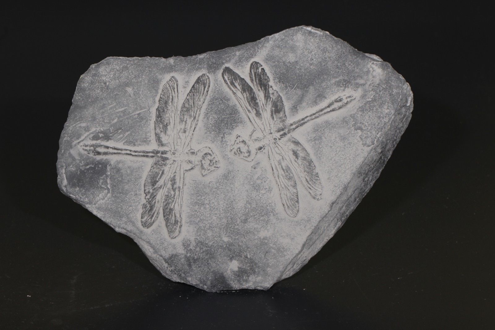BUYER BEWARE : Expanding their Repertoire of Fake Fossils - Is It Real ...