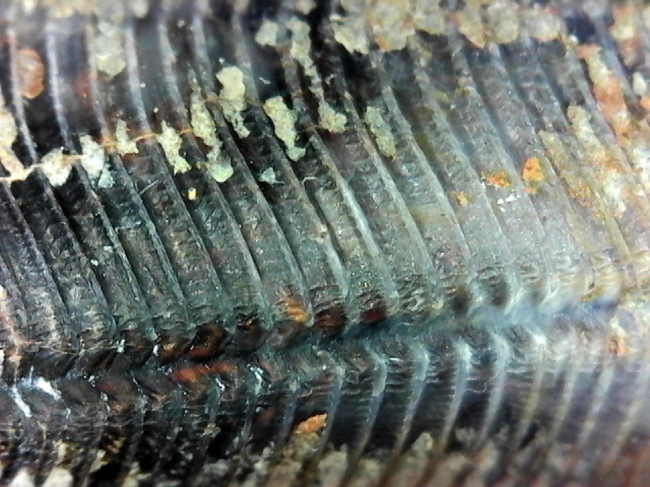 Well Preserved Conulariid from Jacksboro - Fossil Hunting Trips - The ...