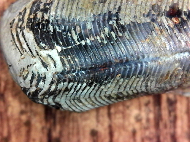 Well Preserved Conulariid from Jacksboro - Fossil Hunting Trips - The ...