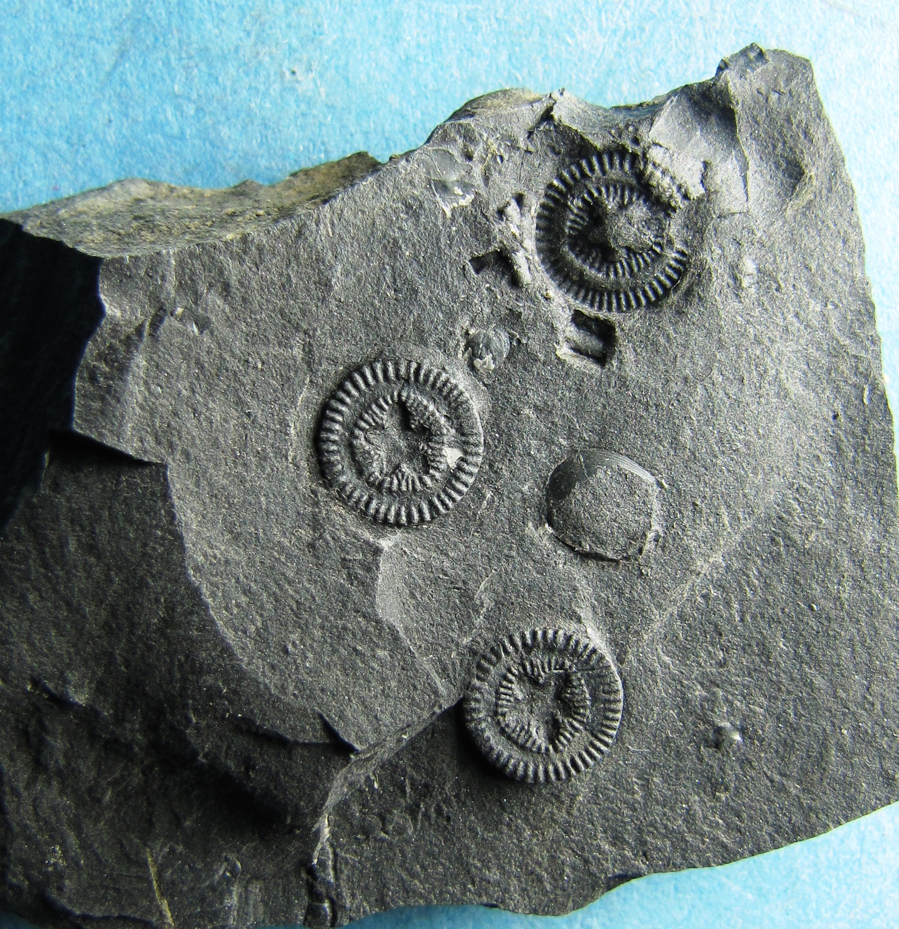 menard limestone,chesterian crinoid stem - Fossil ID - The Fossil Forum