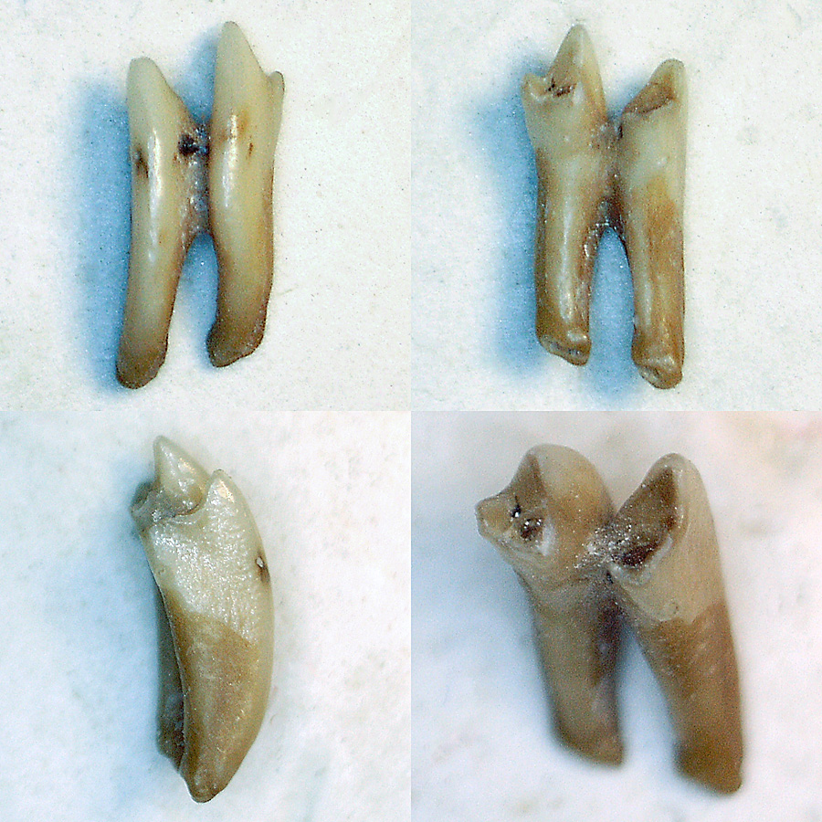 Tiny tooth from Rattlesnake Creek micro-matrix - Fossil ID - The Fossil ...