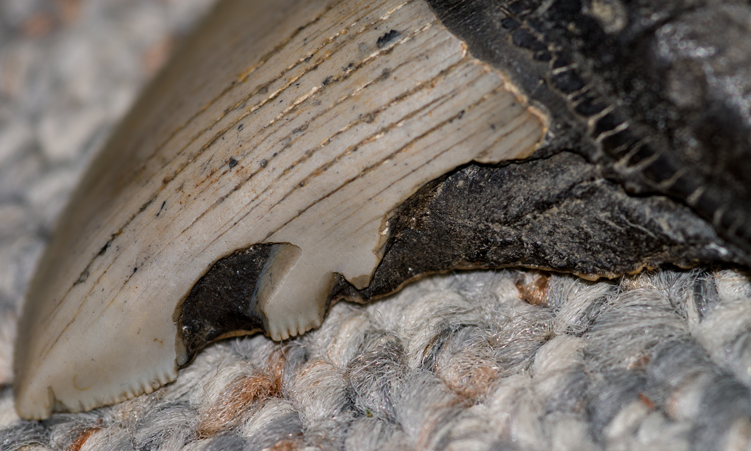 Meg tooth damage - Questions & Answers - The Fossil Forum