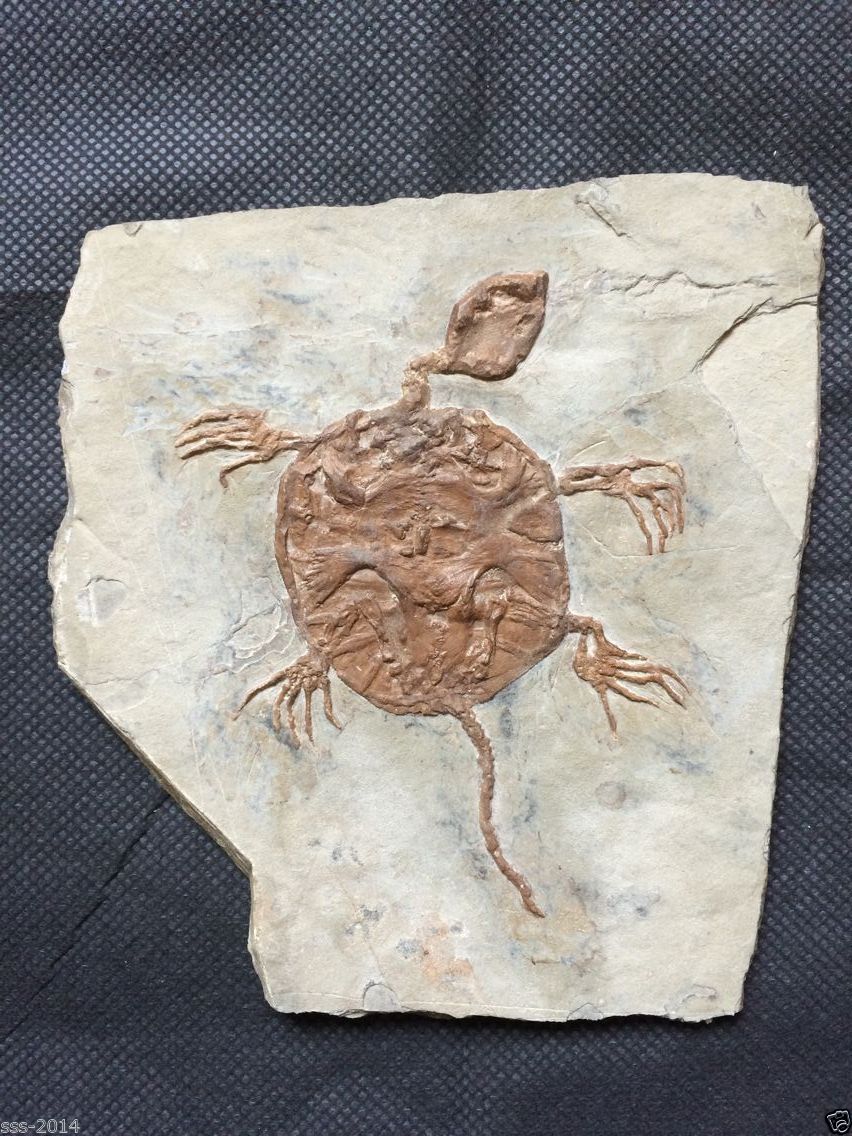 They're everywhere! - Is It Real? How to Recognize Fossil Fabrications ...