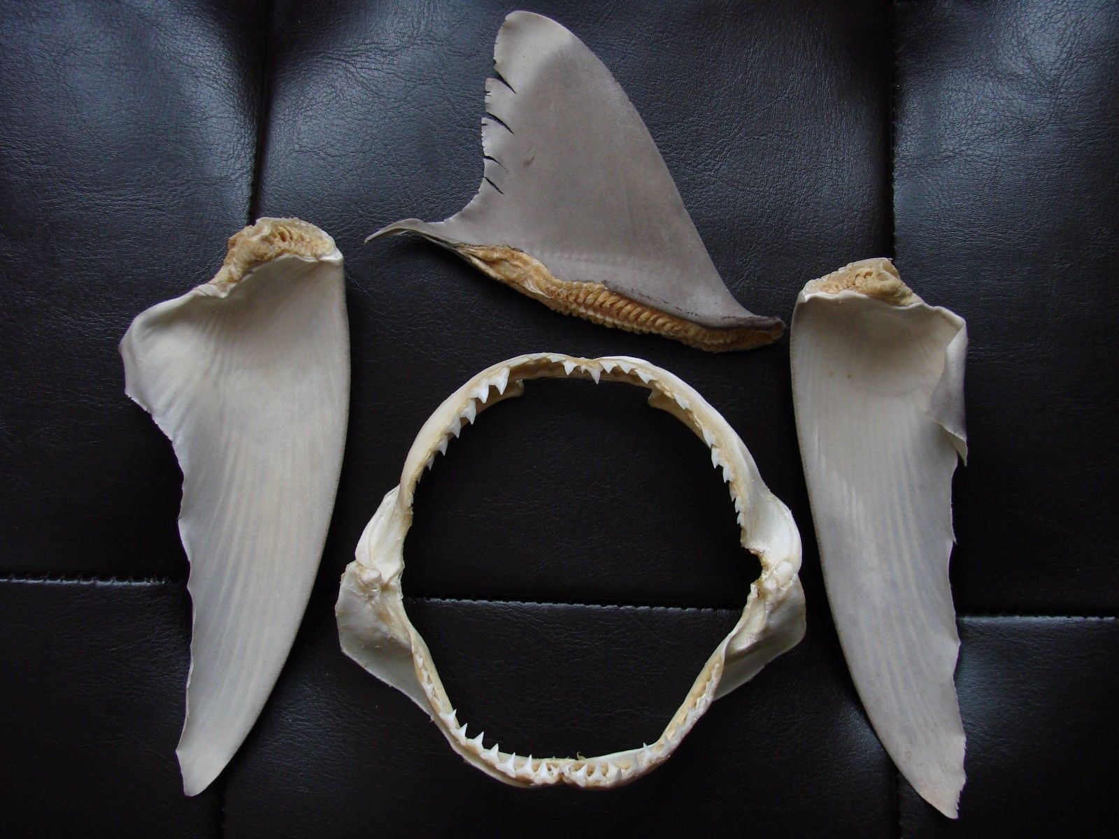 Shark Jaw Identification - Fossil ID - The Fossil Forum
