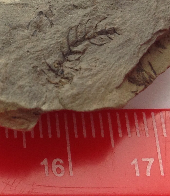 Offerton (Manchester, UK) - Fossil Hunting Trips - The Fossil Forum