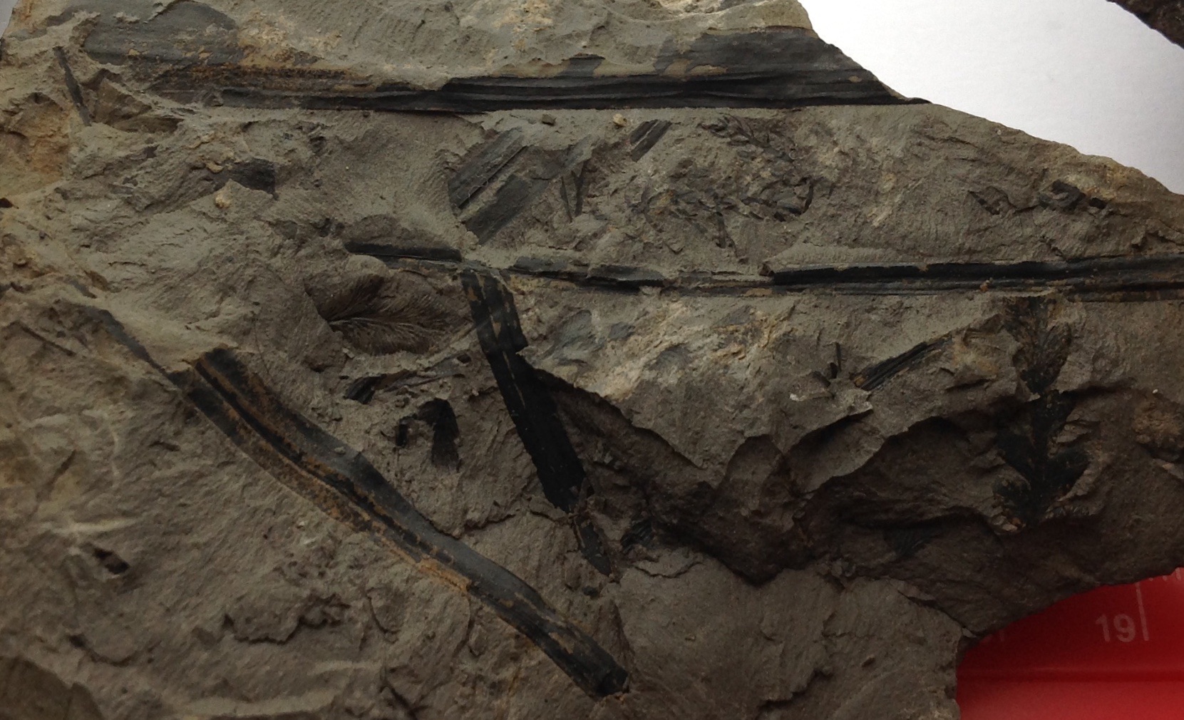 Offerton (Manchester, UK) - Fossil Hunting Trips - The Fossil Forum