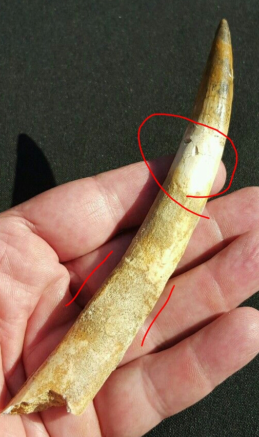 6" Composite Spino Tooth - Is It Real? How to Recognize Fossil ...