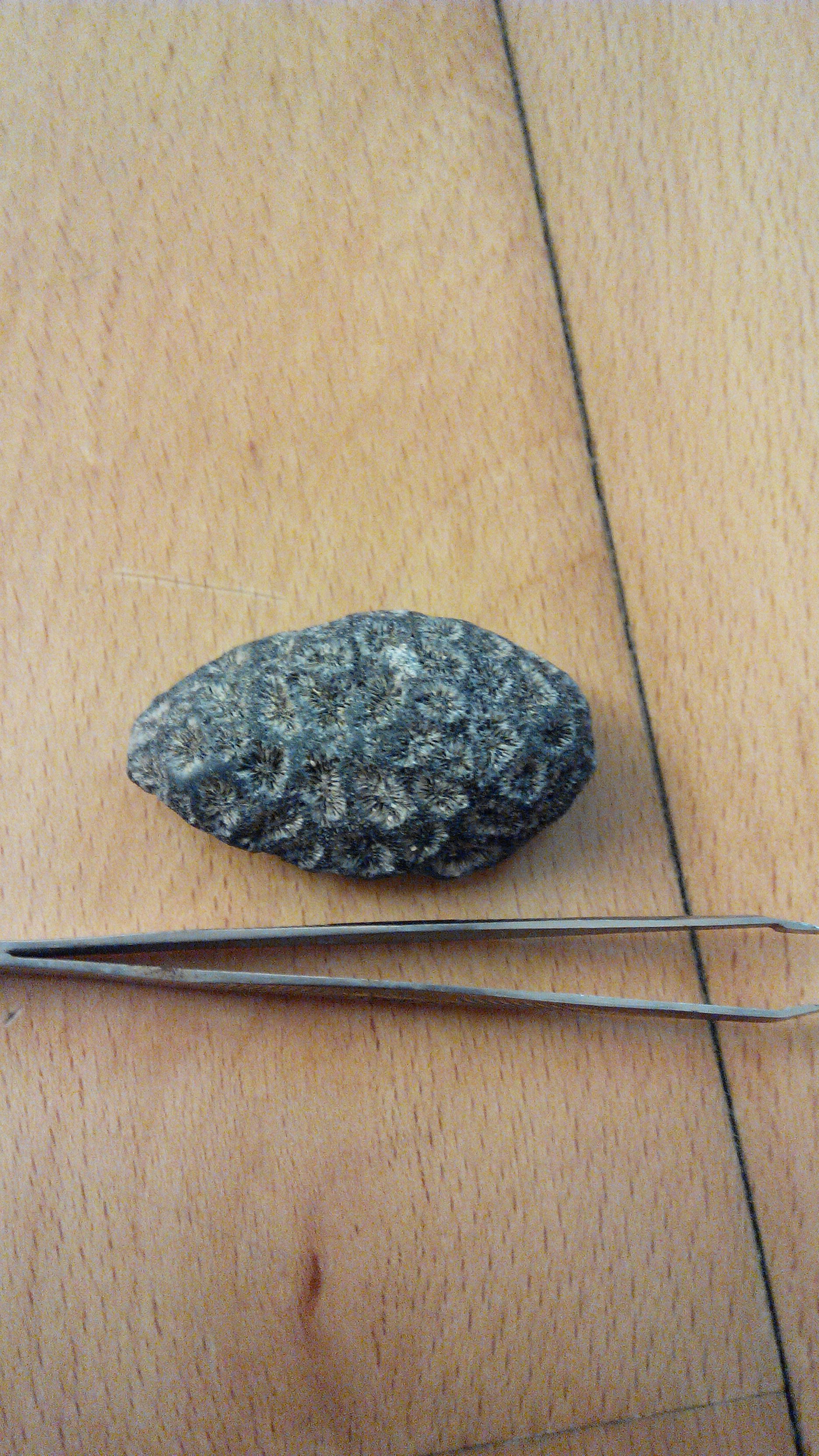 Id:okinawan fossils in limestone - Fossil ID - The Fossil Forum