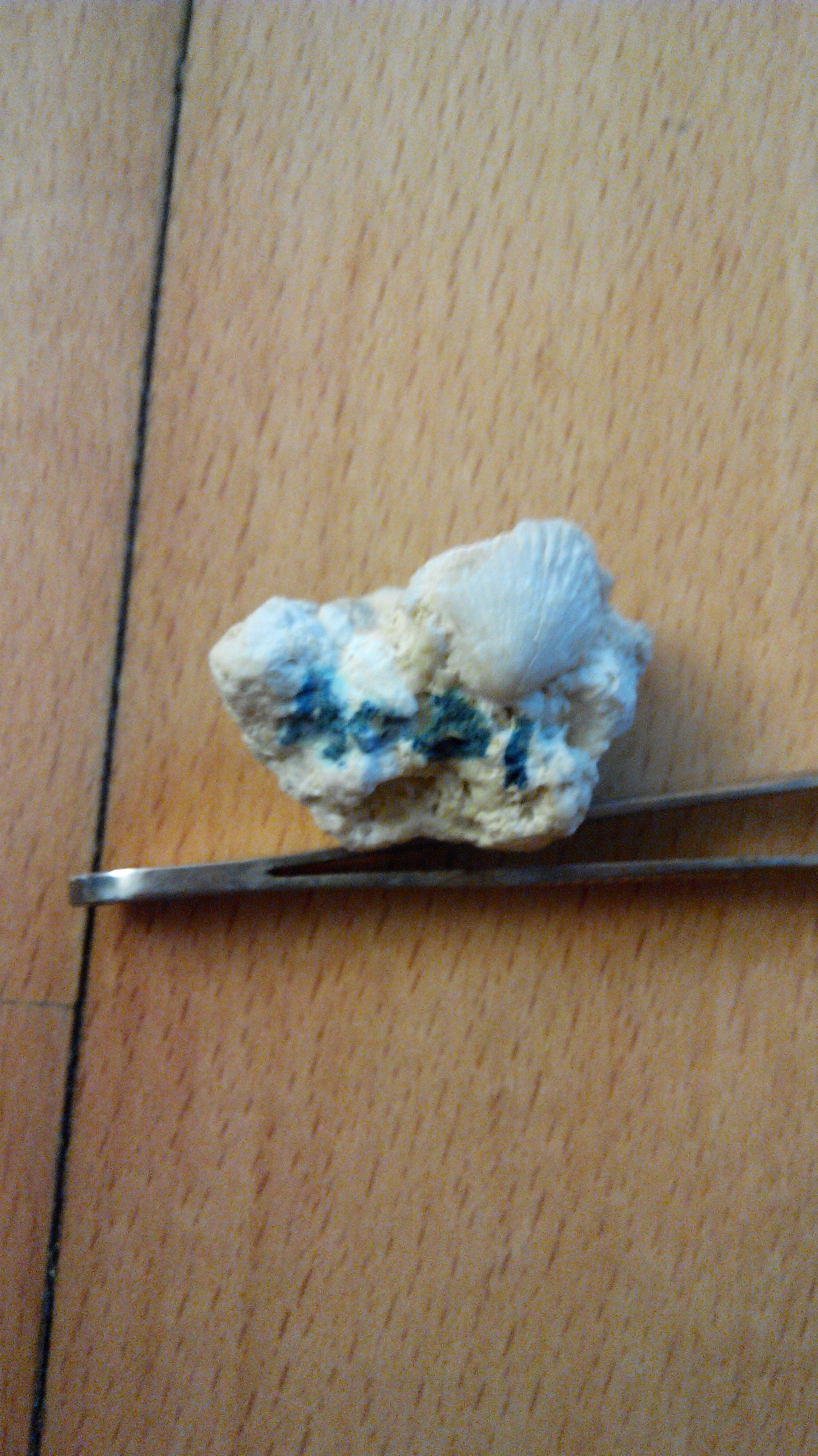Id:okinawan fossils in limestone - Fossil ID - The Fossil Forum