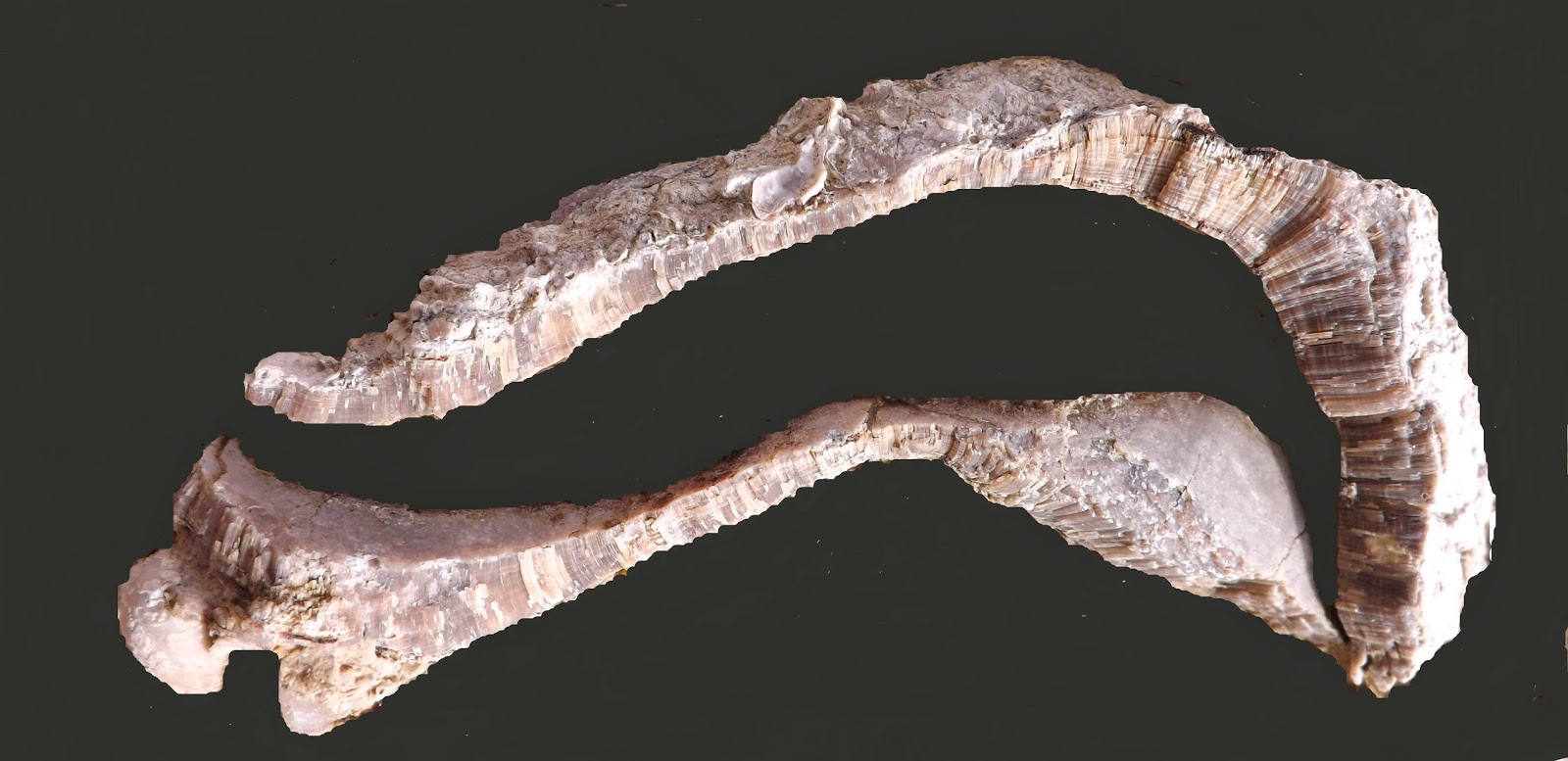 Trichites ? - Fossil ID - The Fossil Forum