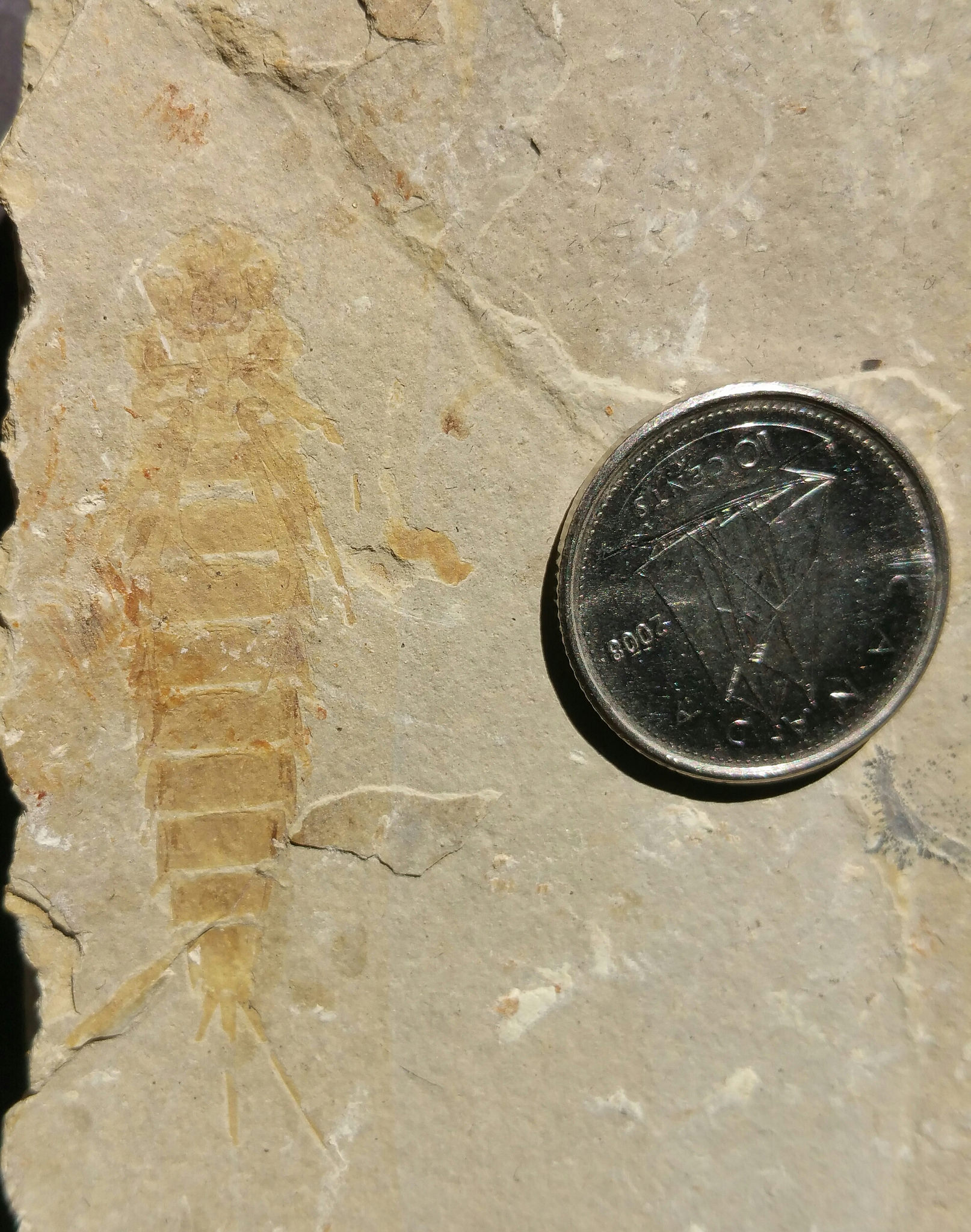 Chinese Mayfly larvae fossils - Fossil ID - The Fossil Forum