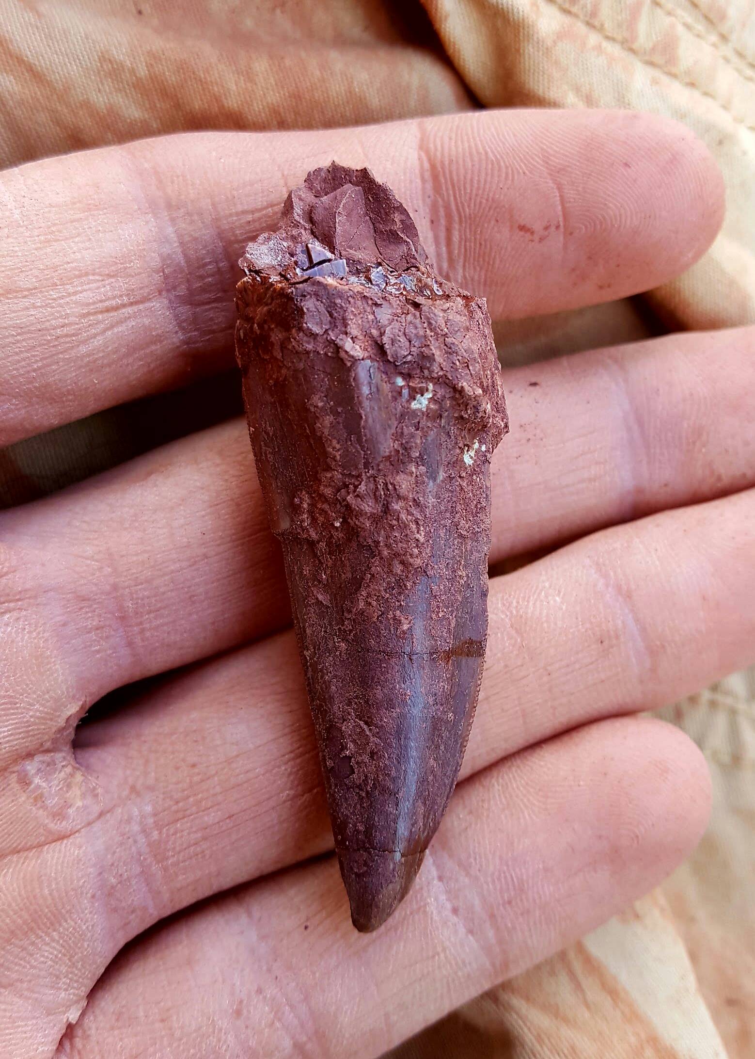 Monster Dimetrodon - Fossil Hunting Trips - The Fossil Forum