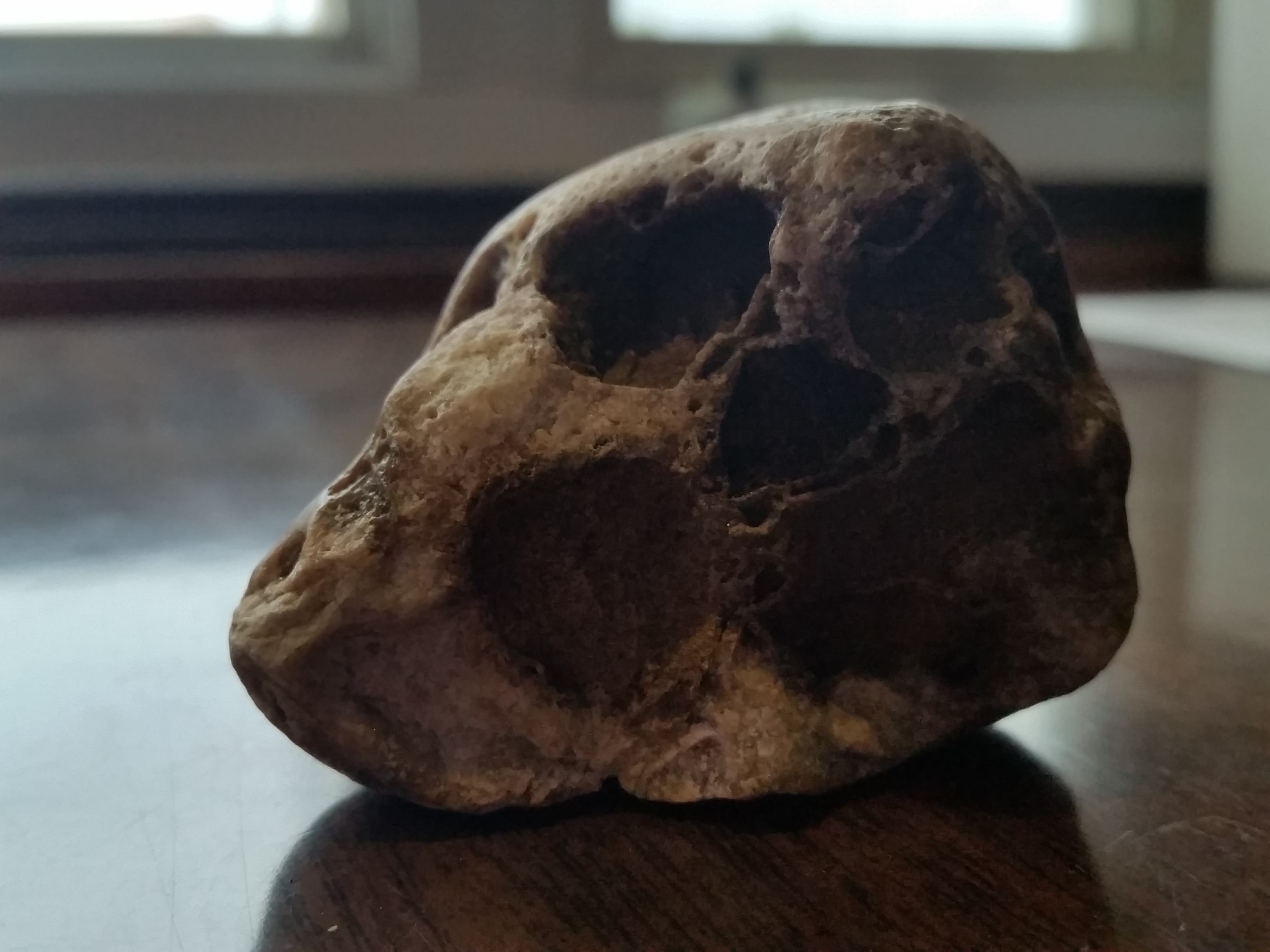 Some type of fossil head with little teeth, little bigger than a tennis ...